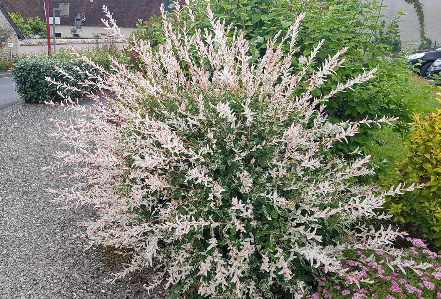 Salix integra 'Hakuro-Nishiki' / Saule crevette/Conteneur de 3 à 4 ...