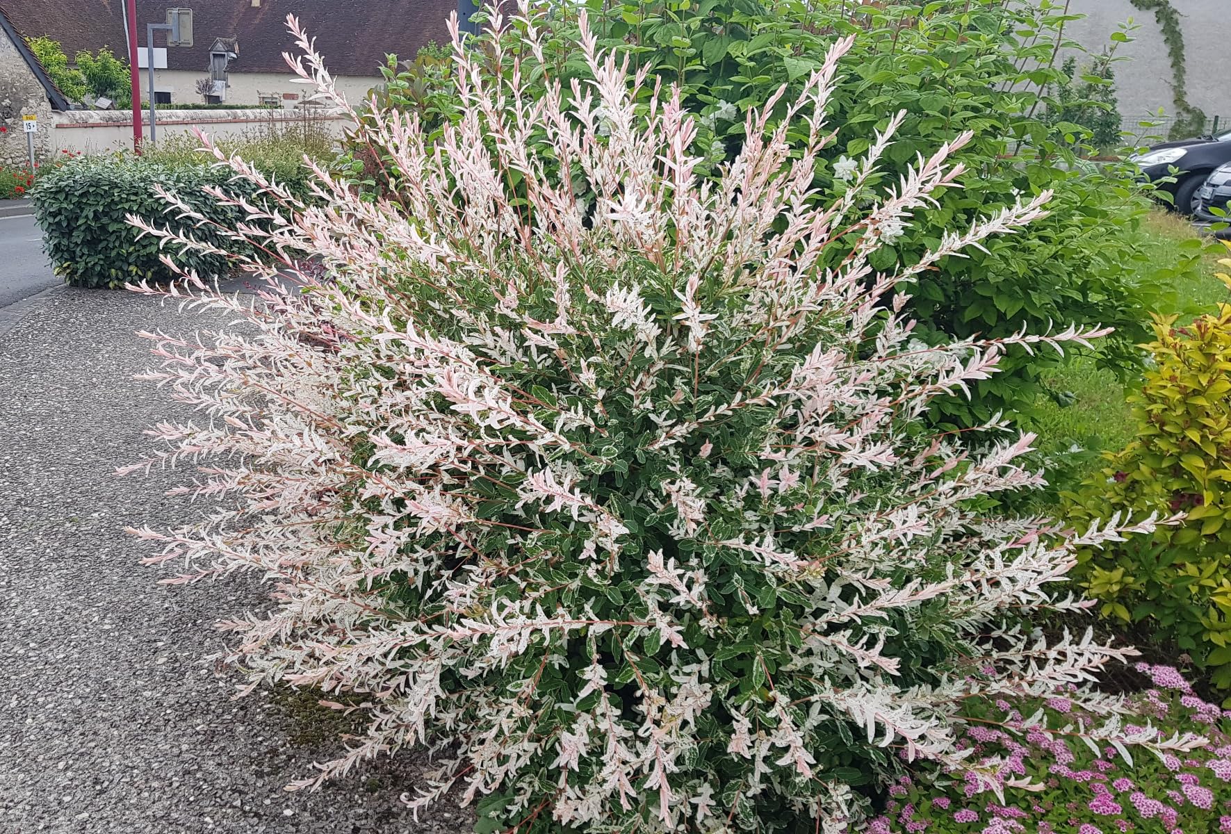 Salix integra 'Hakuro-Nishiki' / Saule crevette/Conteneur de 7 à 10 ...