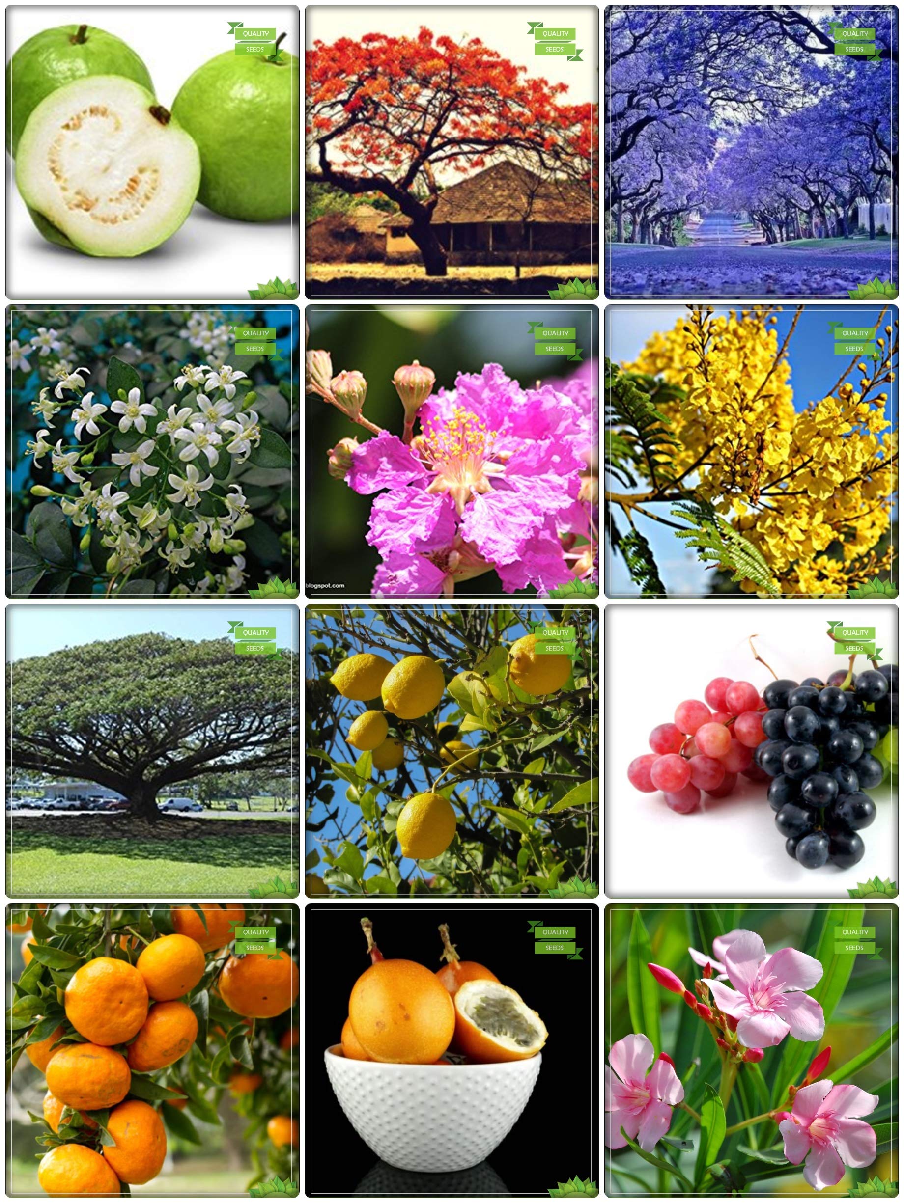Buy Creative Farmer Plant Seeds Combo Fruit & Tree Seeds : Jacaranda ...