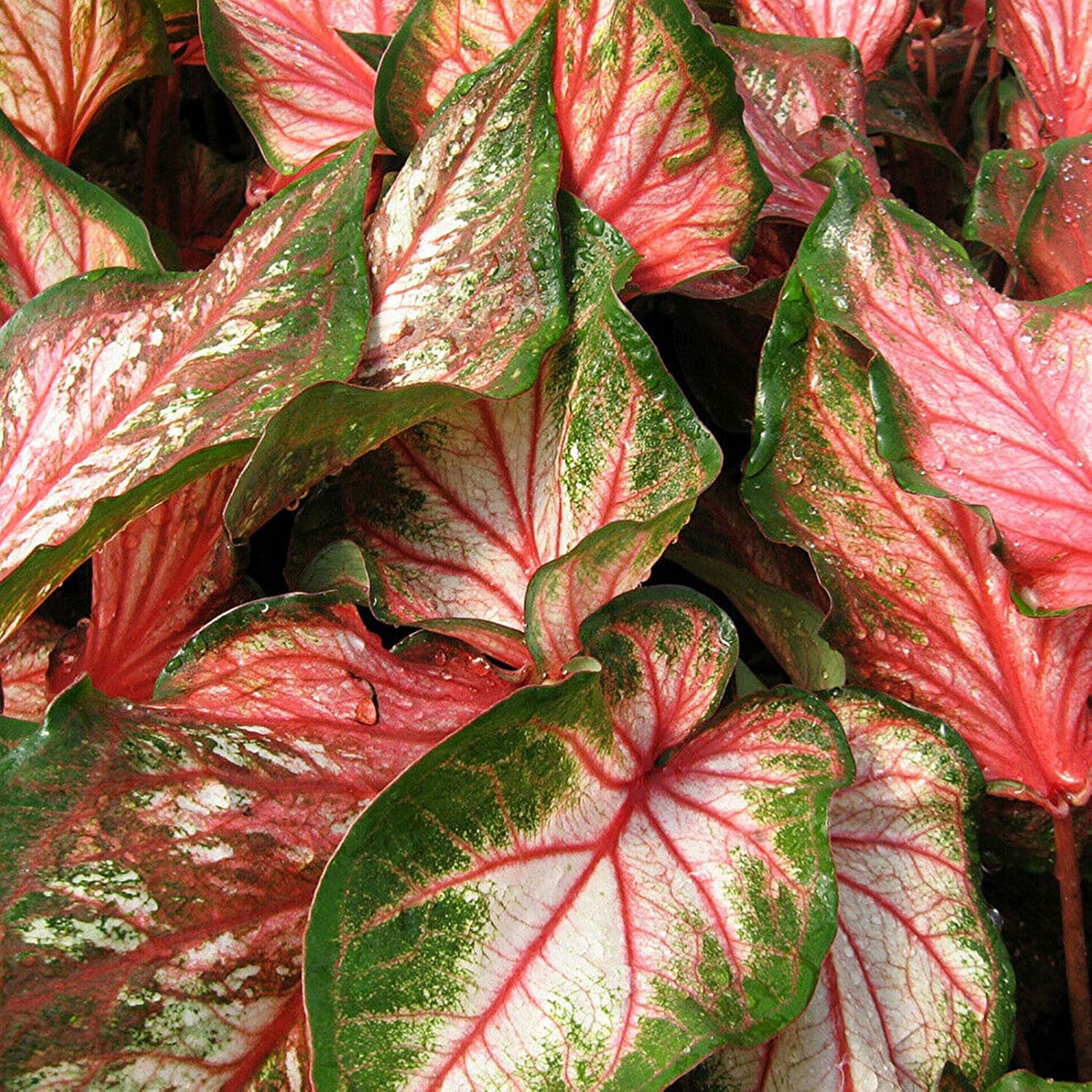 Caladium Vent Graines, 100pcs / Sac caladium Vent Graines Mix grande ...