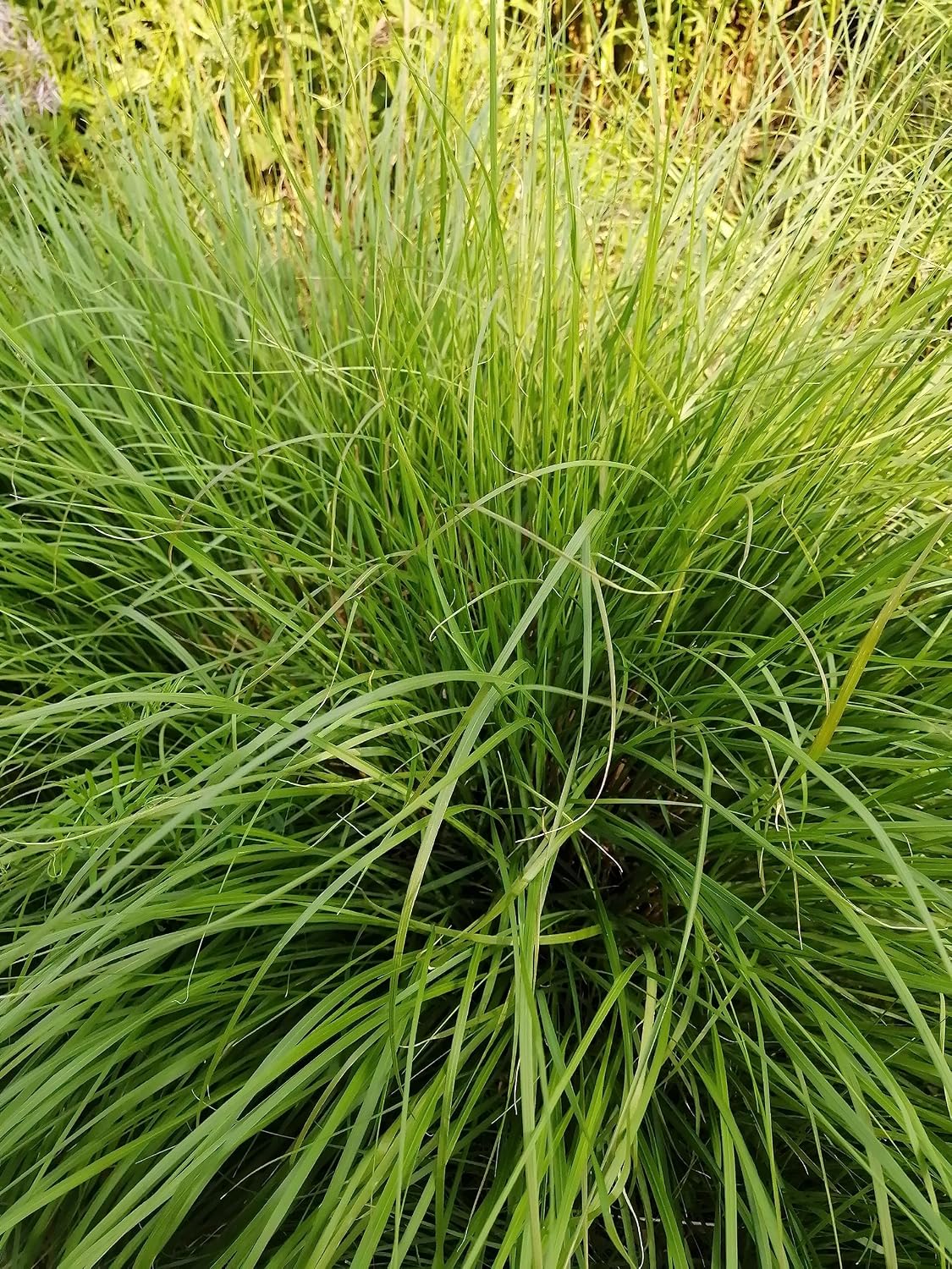 Hundredfold 1000 Prairie Dropseed Grass Seeds - Sporobolus heterolepis ...