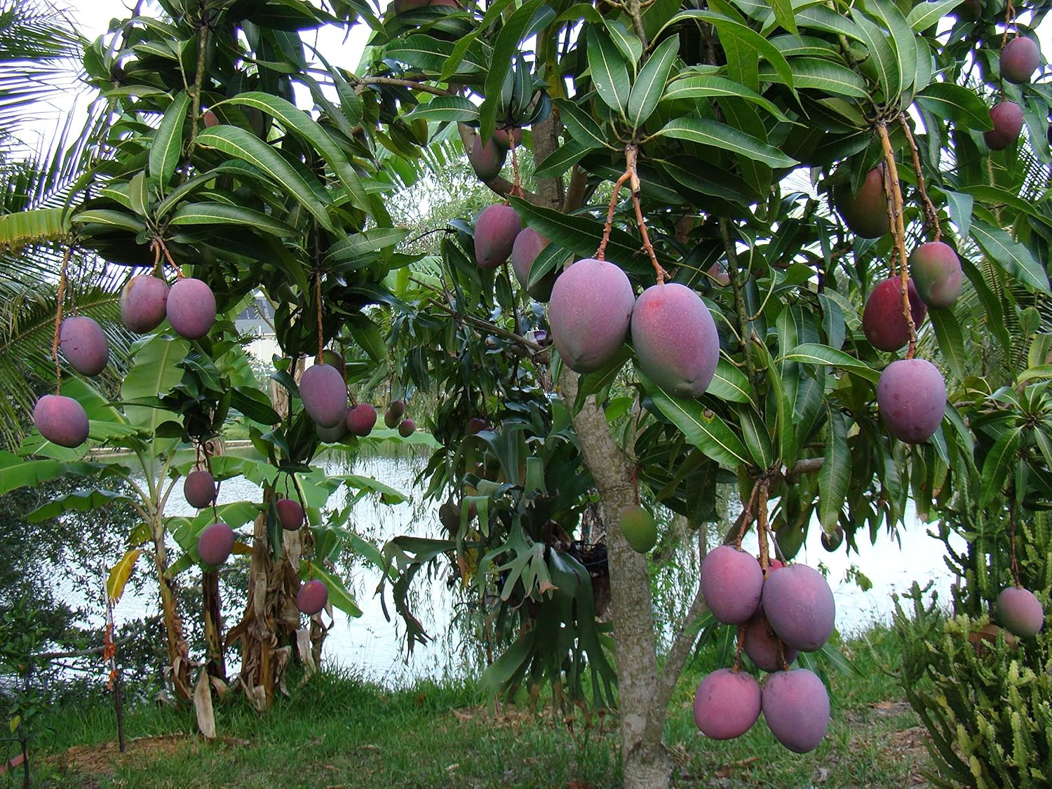 N.G.M.AGROCARE Grafted Original American Red Palmer Mango plant (Pack ...
