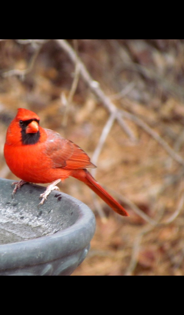 Cardinal Bird Wallpaper -- HD Wallpapers of Cardinal Birds! - App on ...