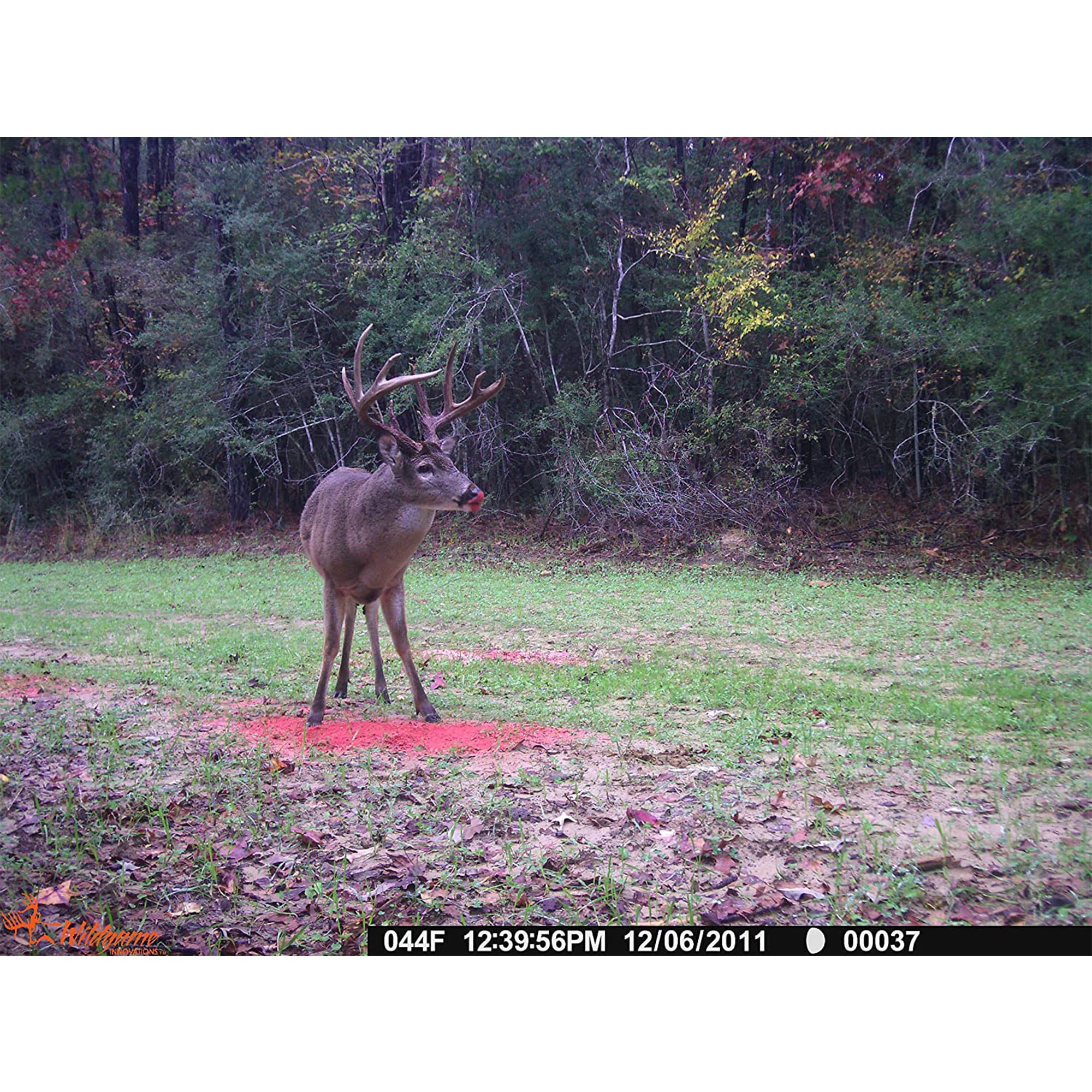 Snapklik.com : Wildgame Innovations Sugar Beet Crushed Premium Deer ...