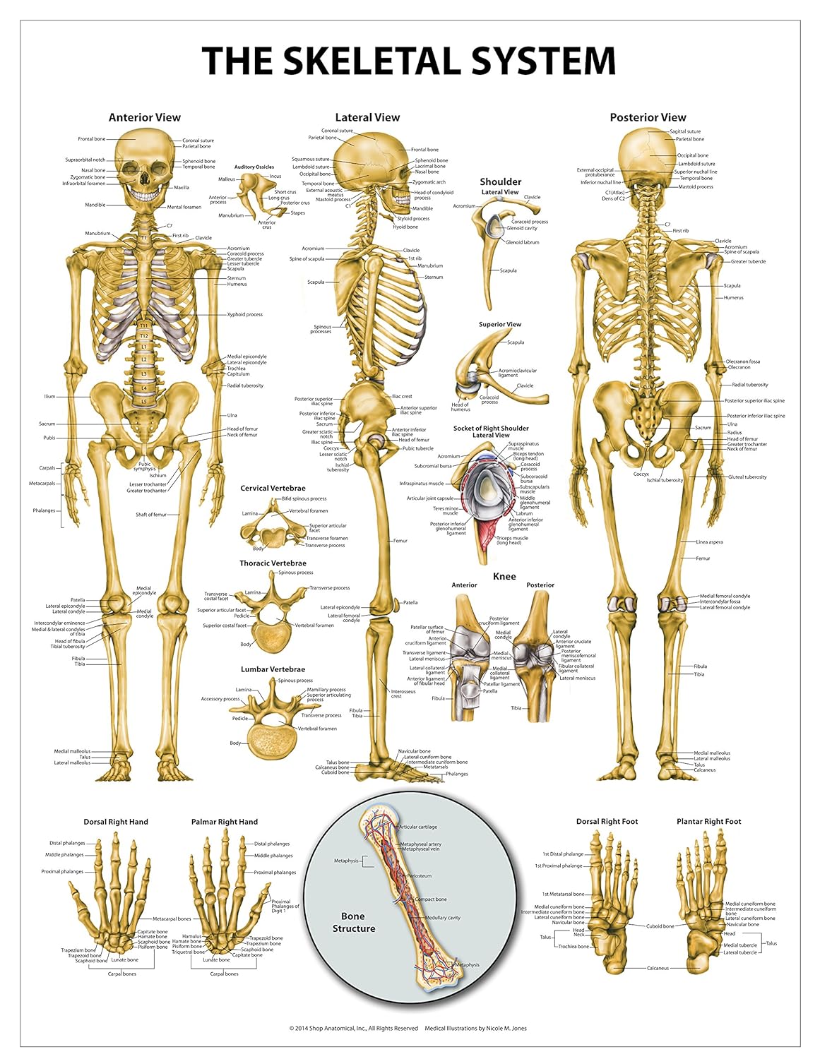 The Skeletal System Anatomical Wall Chart - Peel and Stick: Shop ...