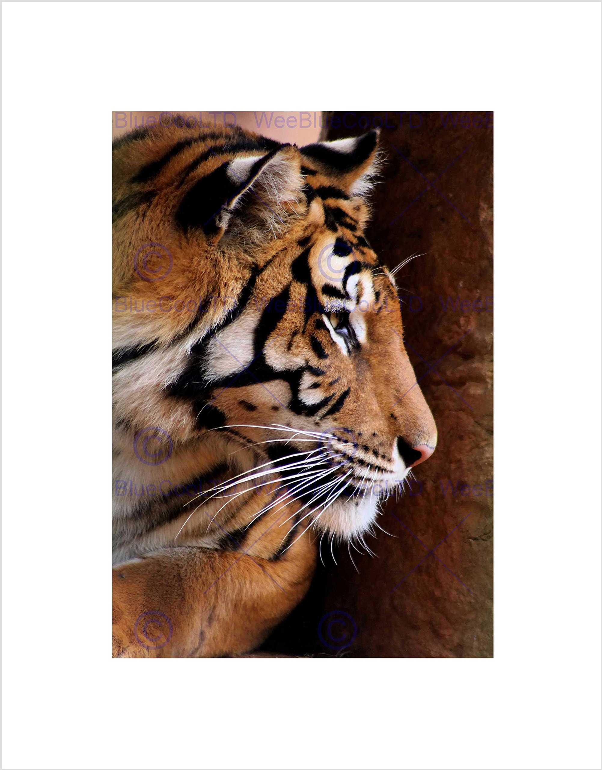 Tiger Face Side View