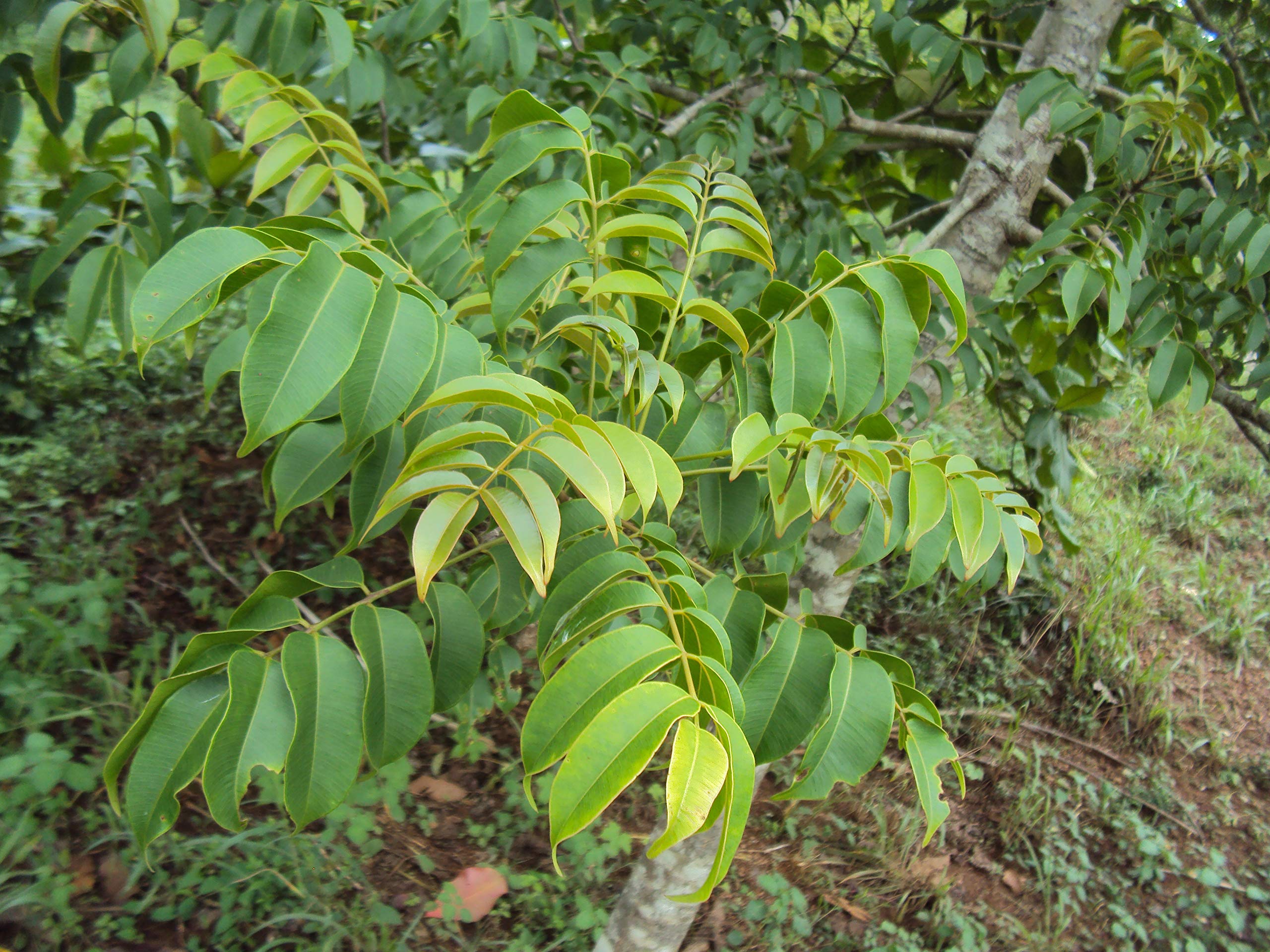 Kapebonavista Ambada Wild Mango Spondias Pinnata Plant | Desertcart INDIA