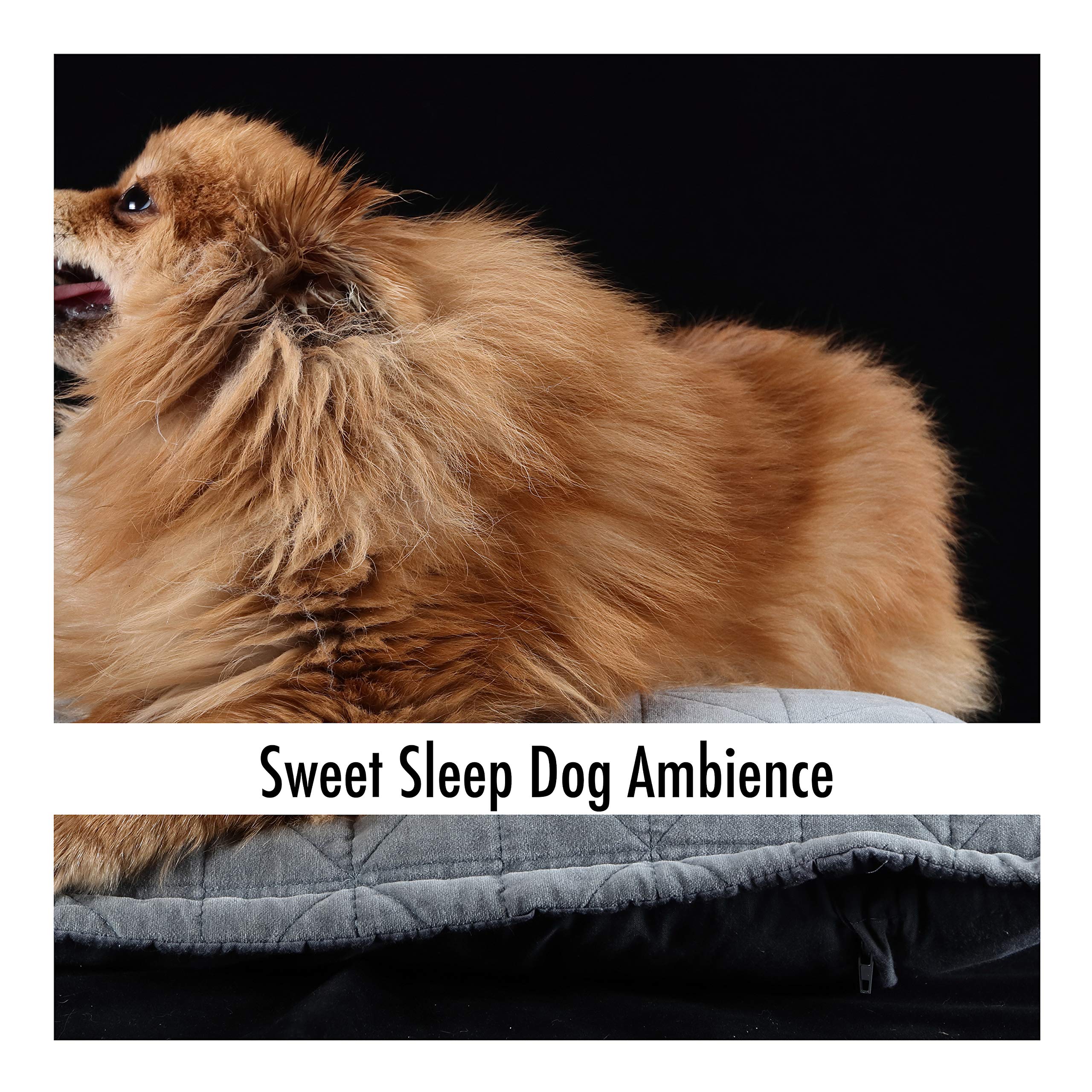 Soothing Pup Playtime song by Sleepy Dog Relaxation from Chillout Dog ...