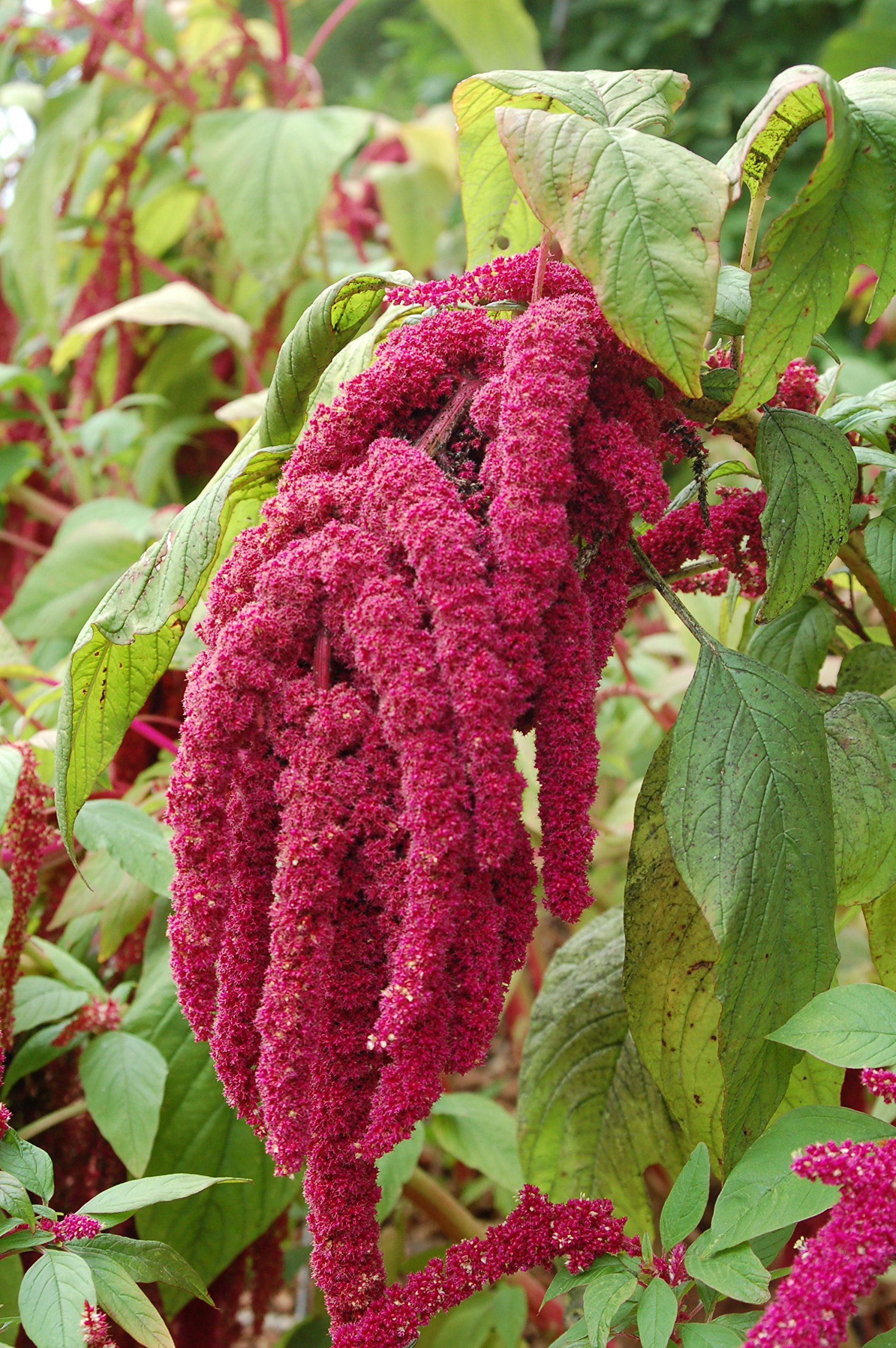 Amaranthus Caudatus Red Amaranthus Caudatus Flower Seeds Also Known As ...