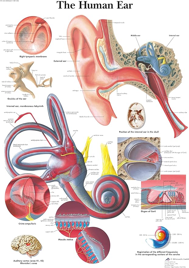 Generic The Human Ear Medical Poster Print in A0-A1-A2-A3-A4-MAXI sizes ...