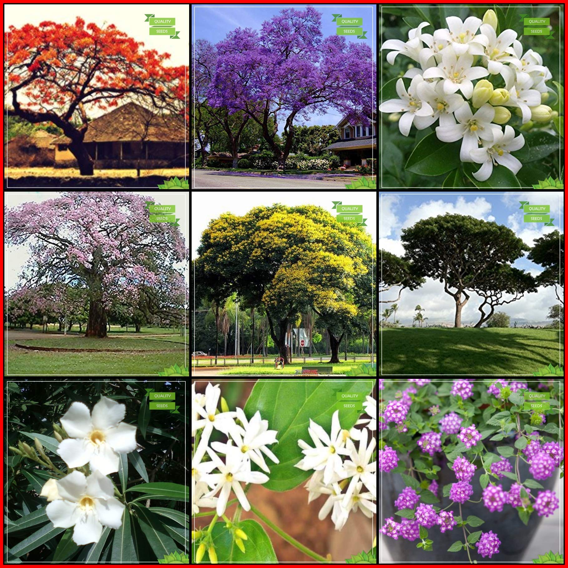 Buy Creative Farmer Packet Combo Tree : Jacaranda, Gulmohar, Kamini ...