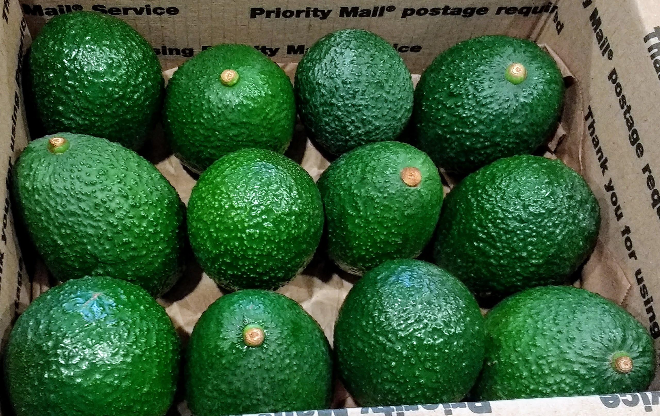 Amazon.com: 12 Pack Fresh California Hass Avocados (12 Pack) : Grocery ...