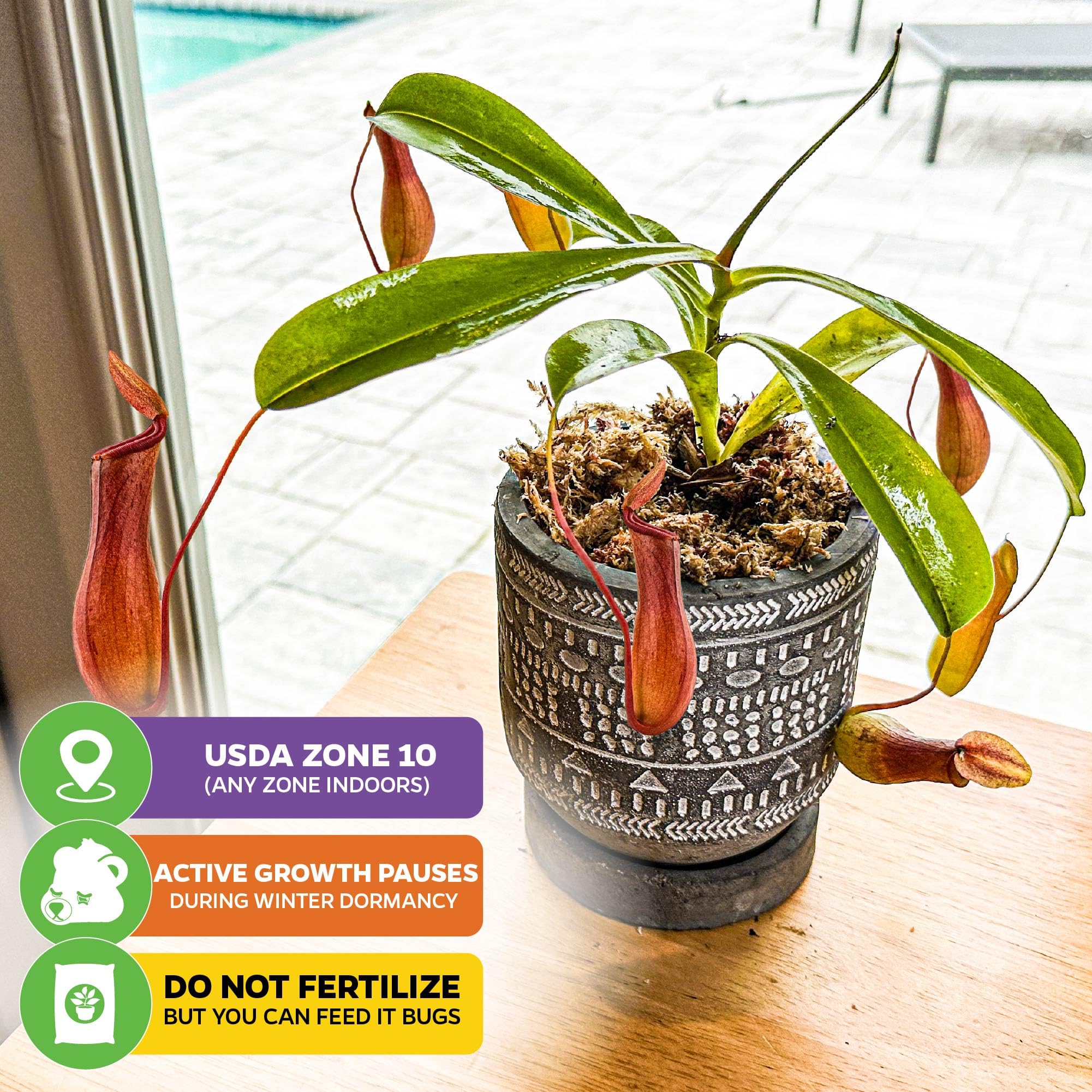 Nepenthes Alata Pictures Pitcher Plant Images Nature