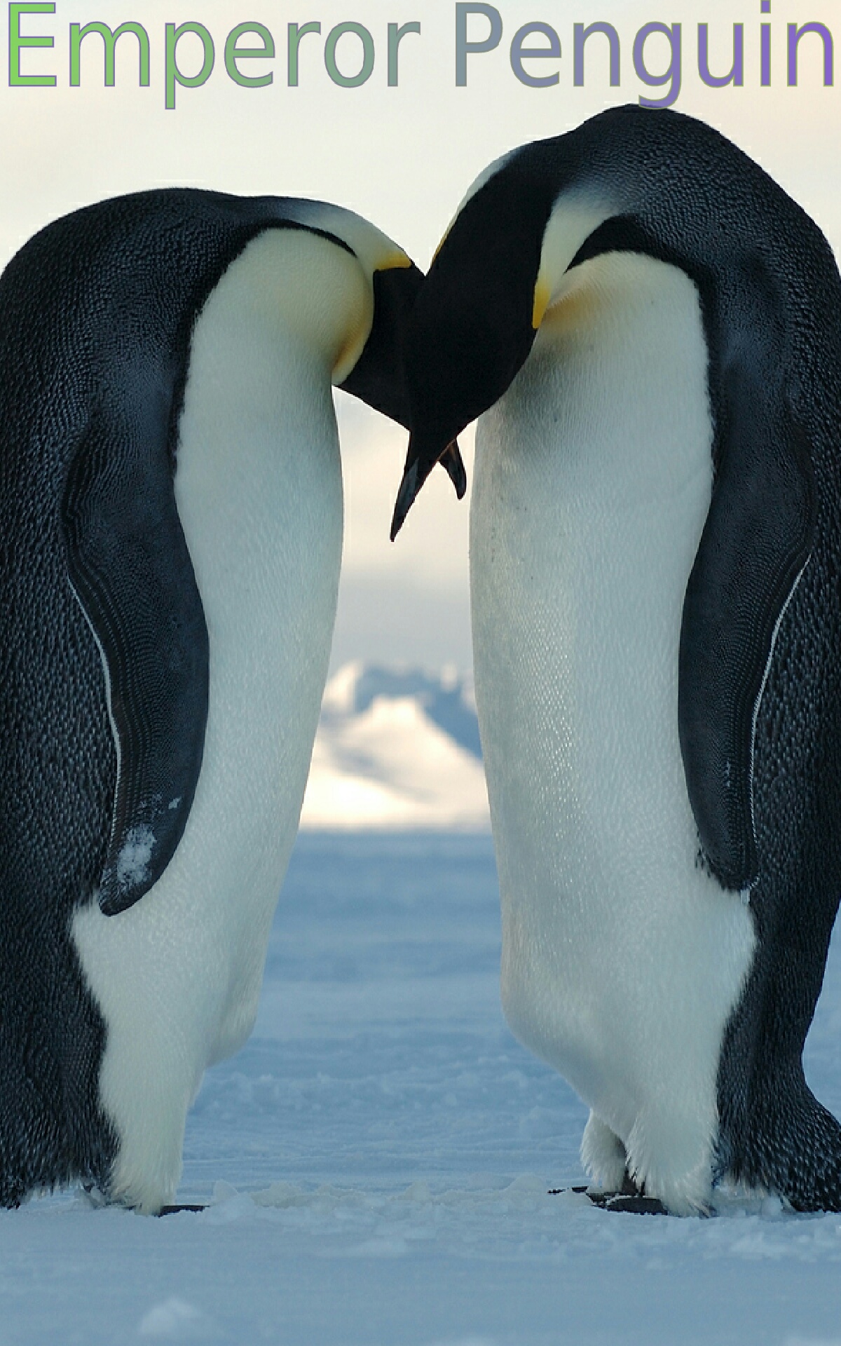 Penguins of Antarctica - App on Amazon Appstore