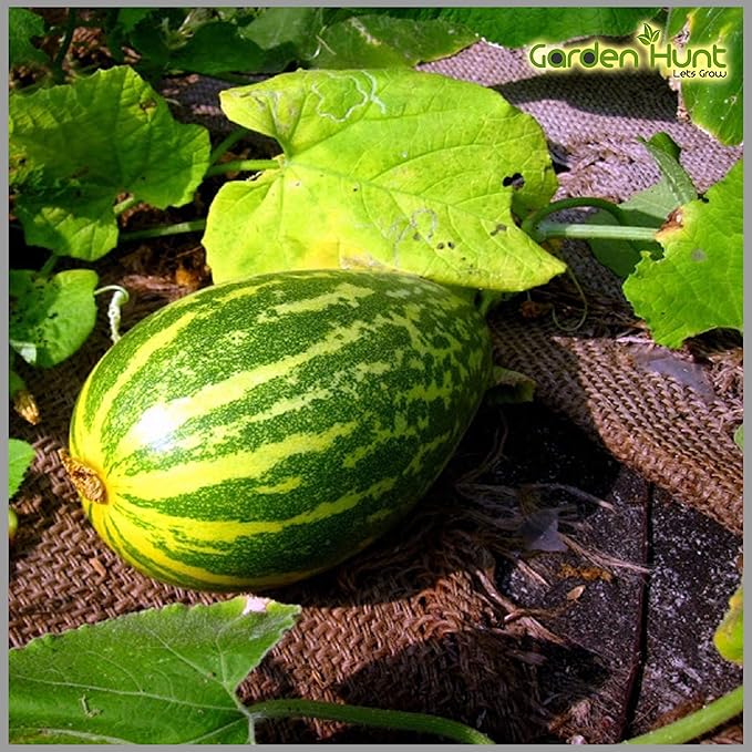Sambar Cucumber Traditional (Madras Cucumber) Seeds (Pack of 20 Seeds ...