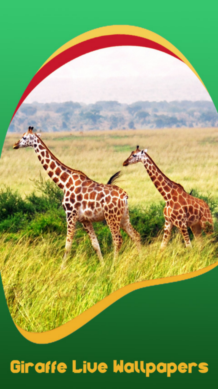 Giraffe Live Wallpapers - App on Amazon Appstore