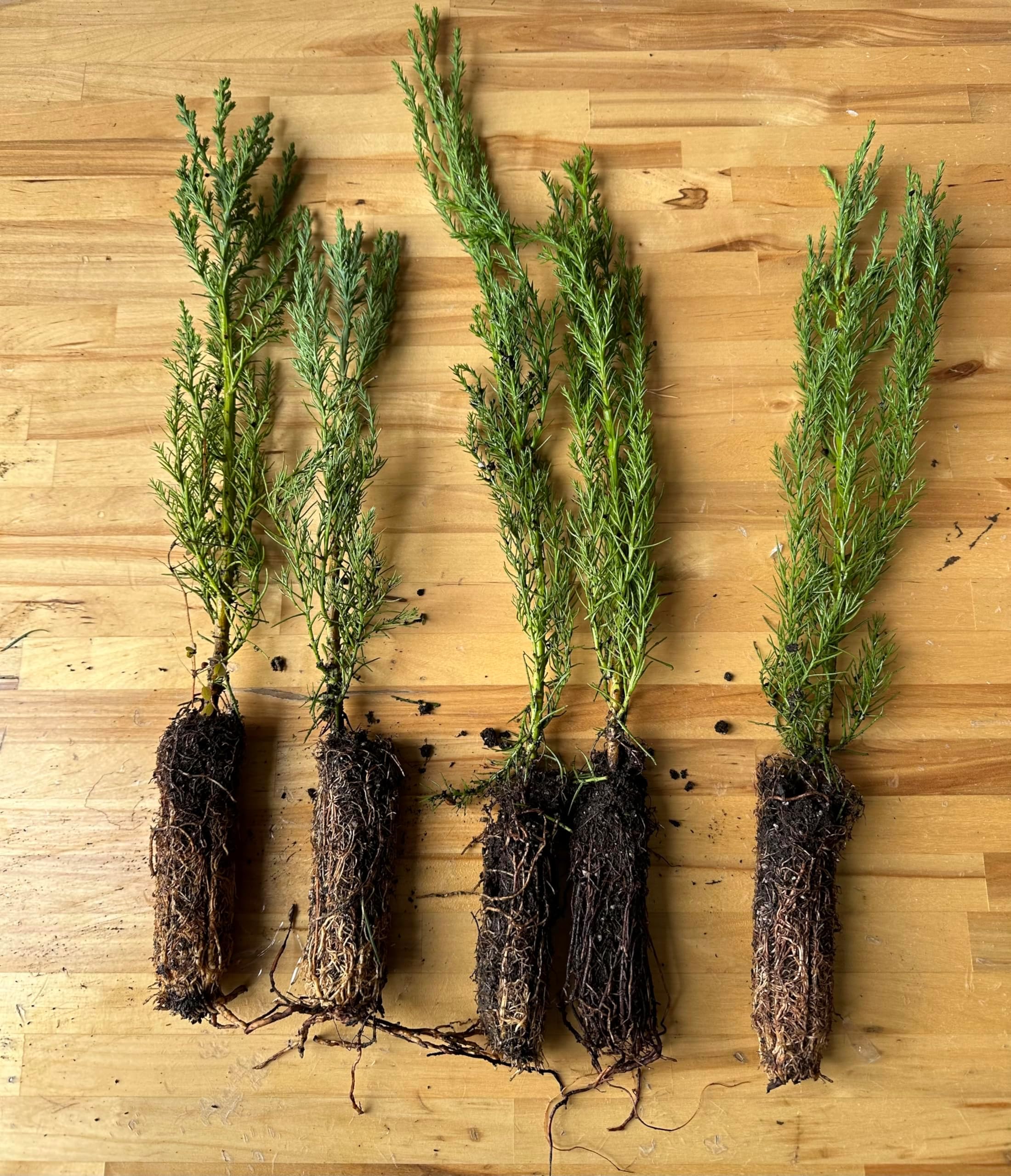 Amazon.com : Coast Redwood Tree Seedling - Sequoia sempervirens - in ...
