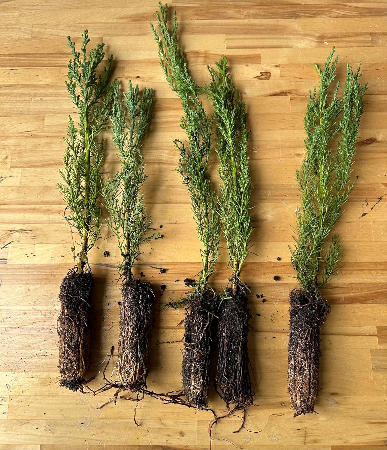 Amazon.com : 5 Live Giant Sequoia Tree Sapling (Approx. 1'-1.5' Tall ...