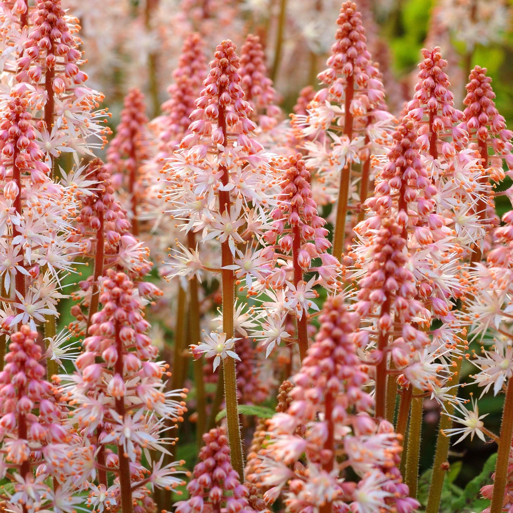 Tiarella Spring Symphony Foam Flower, Hardy, Pot 12 cm : Amazon.co.uk ...