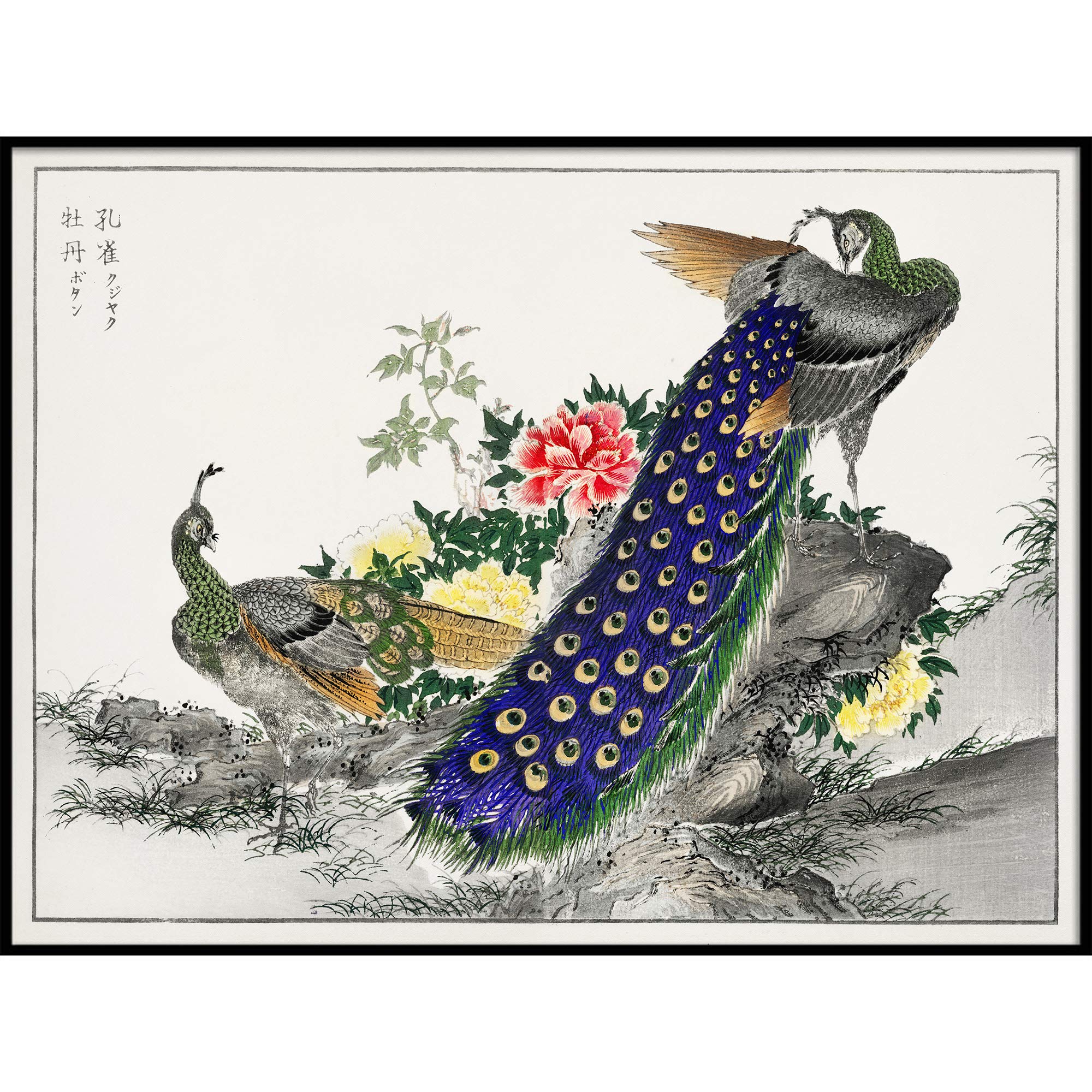Chinese Peacock Illustration