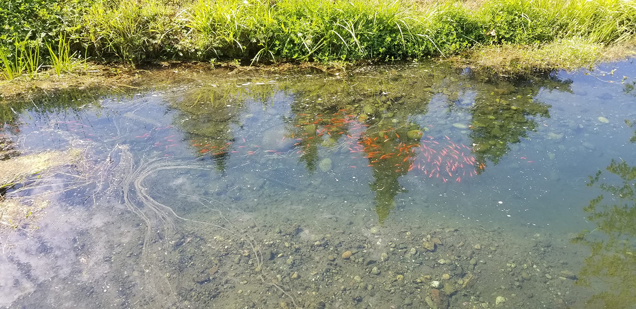 $10/mo - Finance Toledo Goldfish Live Comet Common Feeder Goldfish for ...