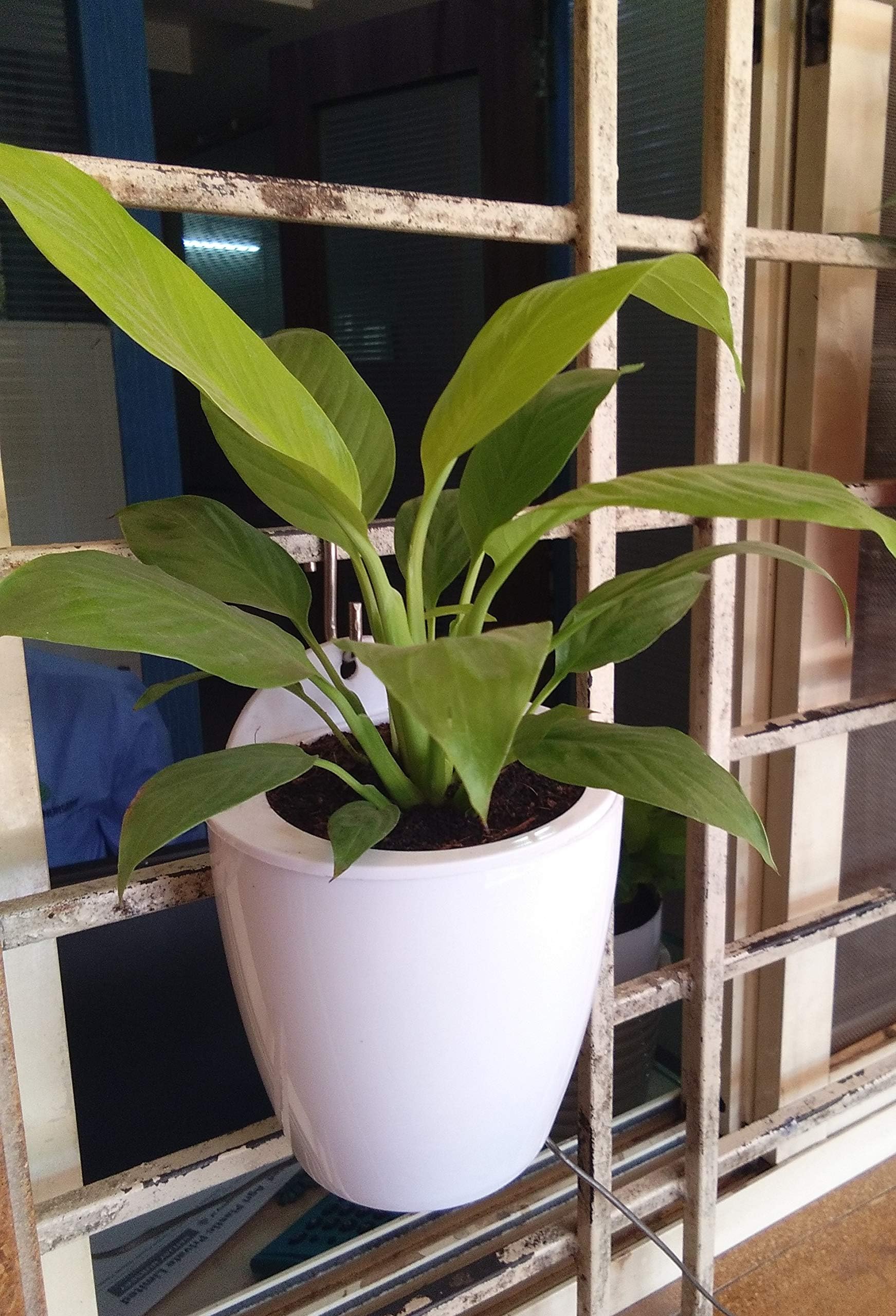 BLUME Prism Wall Hanging Planter Flower Pot | Hook Hanging Plastic ...