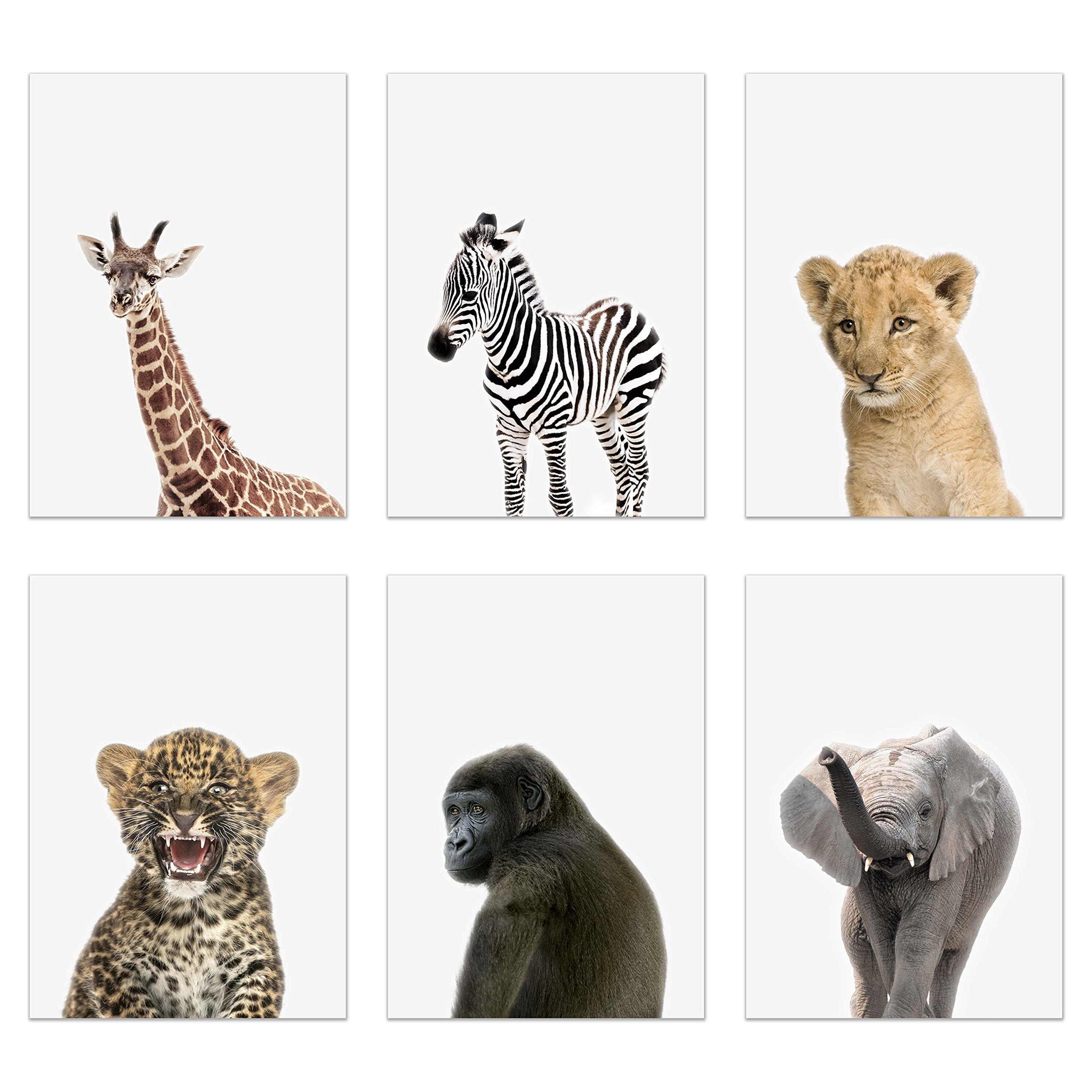 Crystal Canvasbaby Safari Animals Poster Prints Set Of 6 5x7 ...
