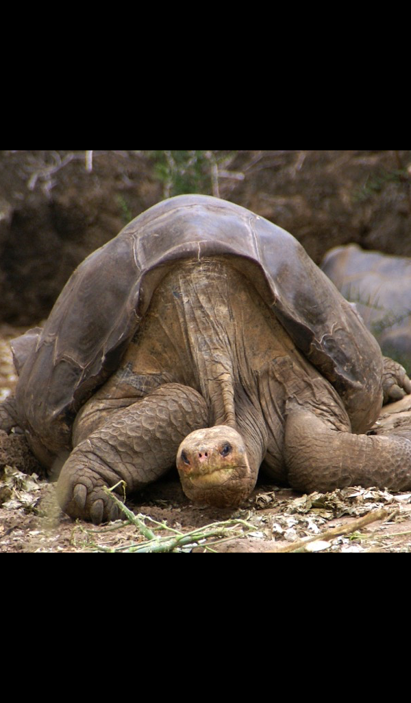 giant turtle Wallpaper -- HD Wallpapers of giant turtles! - App on the ...