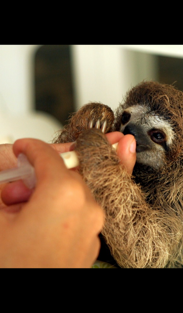 Baby Sloth Wallpaper -- HD Wallpapers of Baby Sloths! - Application sur ...