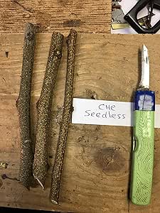 Amazon.com : 3 Thick cuttings of Che Seedless Fruit Tree, dormant, no ...