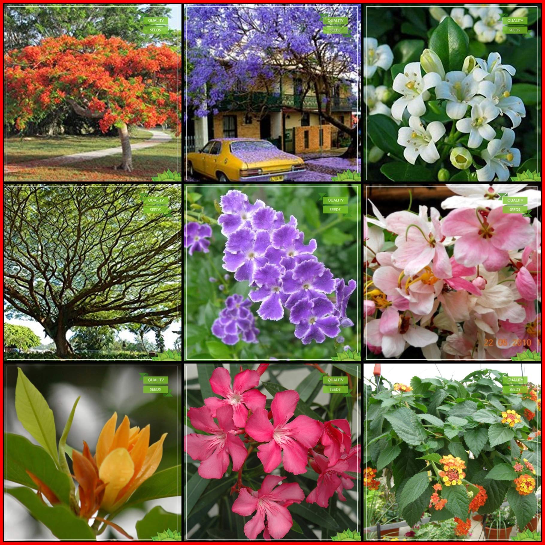 Ohhsome Garden Da Cor Combo Tree Seeds Jacaranda Gulmohar Murrayya ...