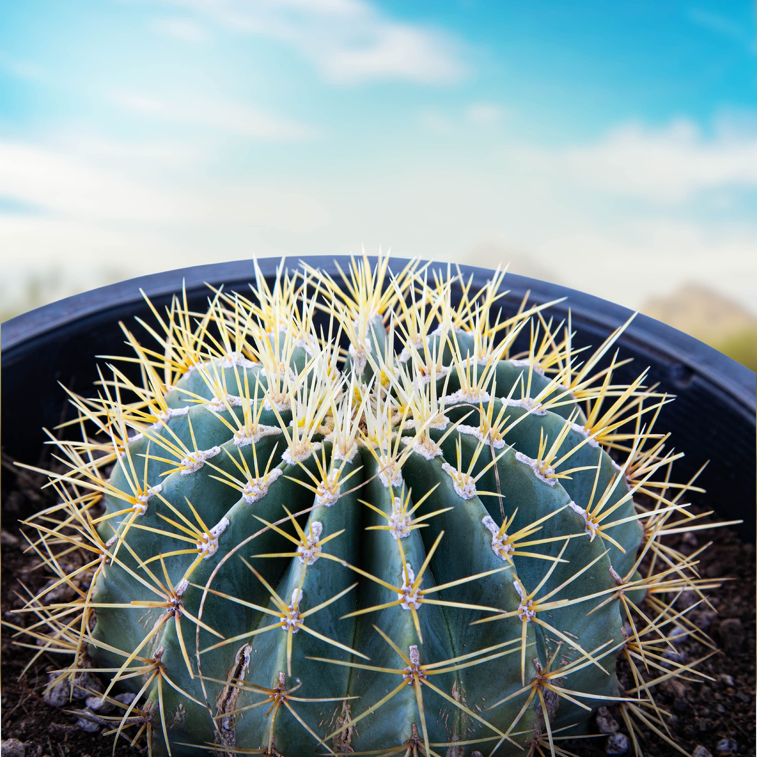 Amazon.com : Cactus Outlet - Ready to Plant Blue Barrel Cactus - Live ...