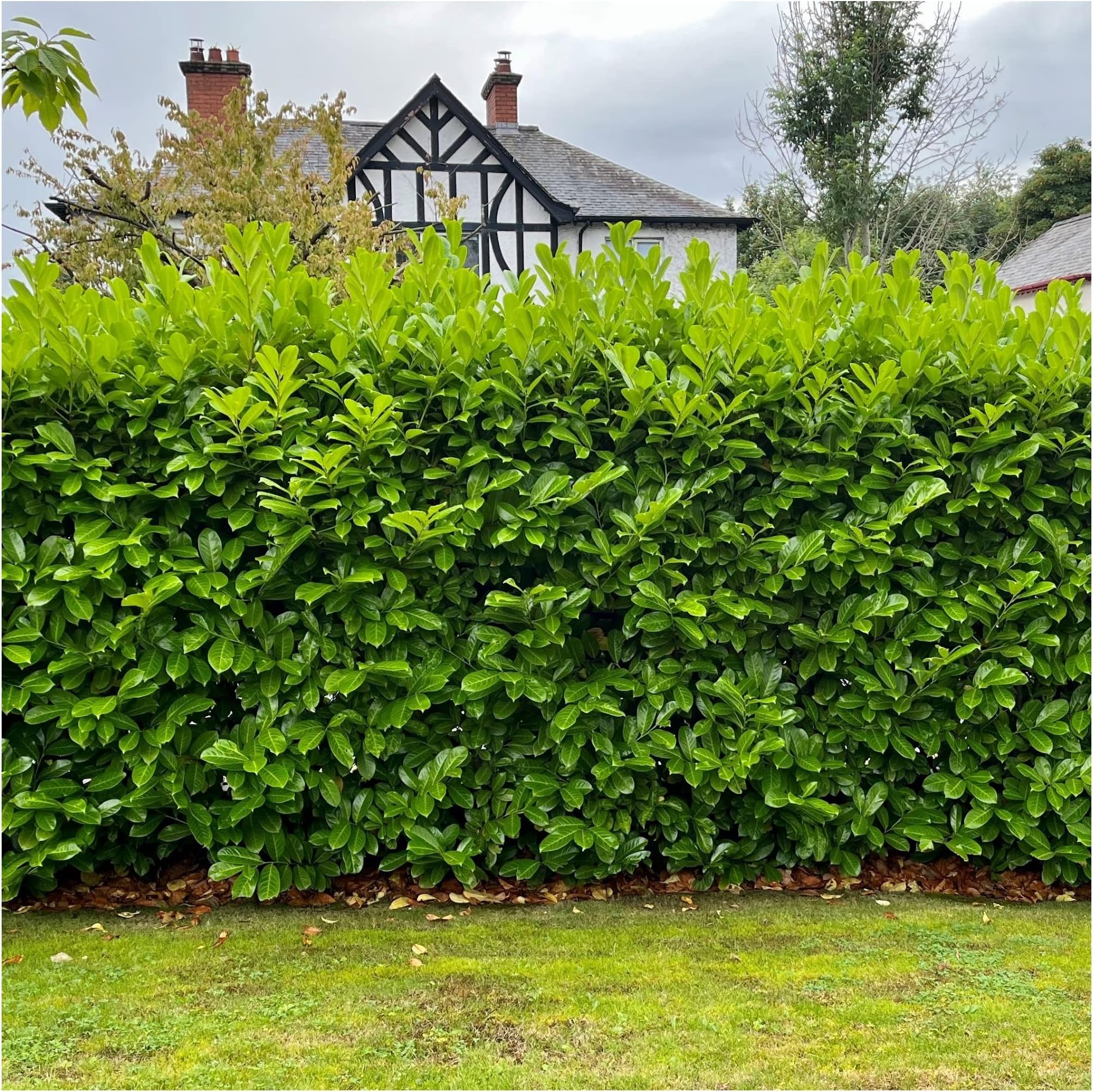 10 Cherry Laurel Hedging 2-3ft Evergreen Plants Bare Root Multi Stem A+ ...