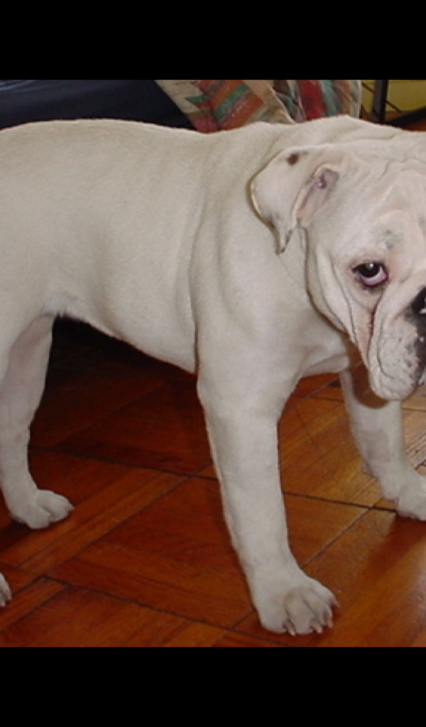 Bulldog Wallpaper -- HD Wallpapers of Bulldogs! - App on Amazon Appstore