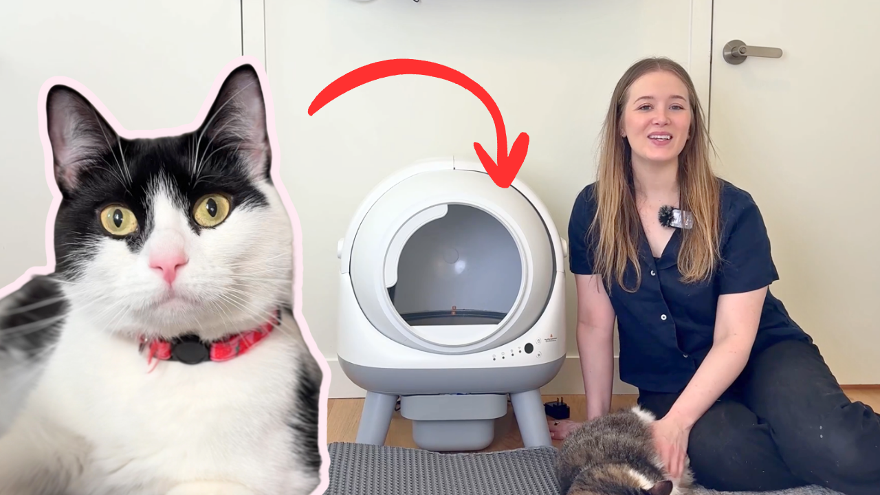 Watch Answering the most common questions #cats #pets on Amazon Live
