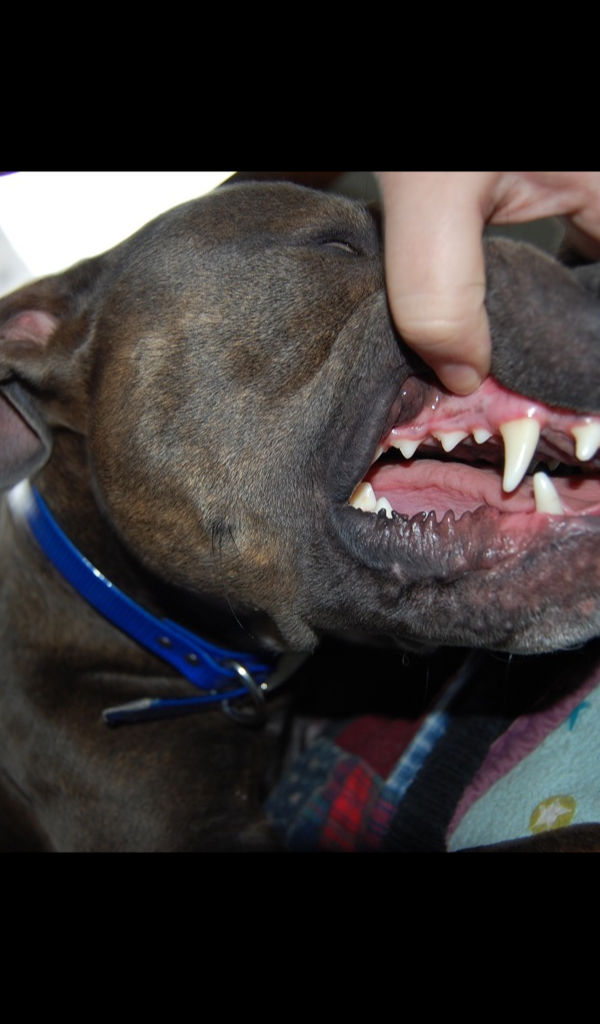 Drooling Dog Wallpaper -- HD Wallpapers of Drooling Dogs!:Amazon.de ...