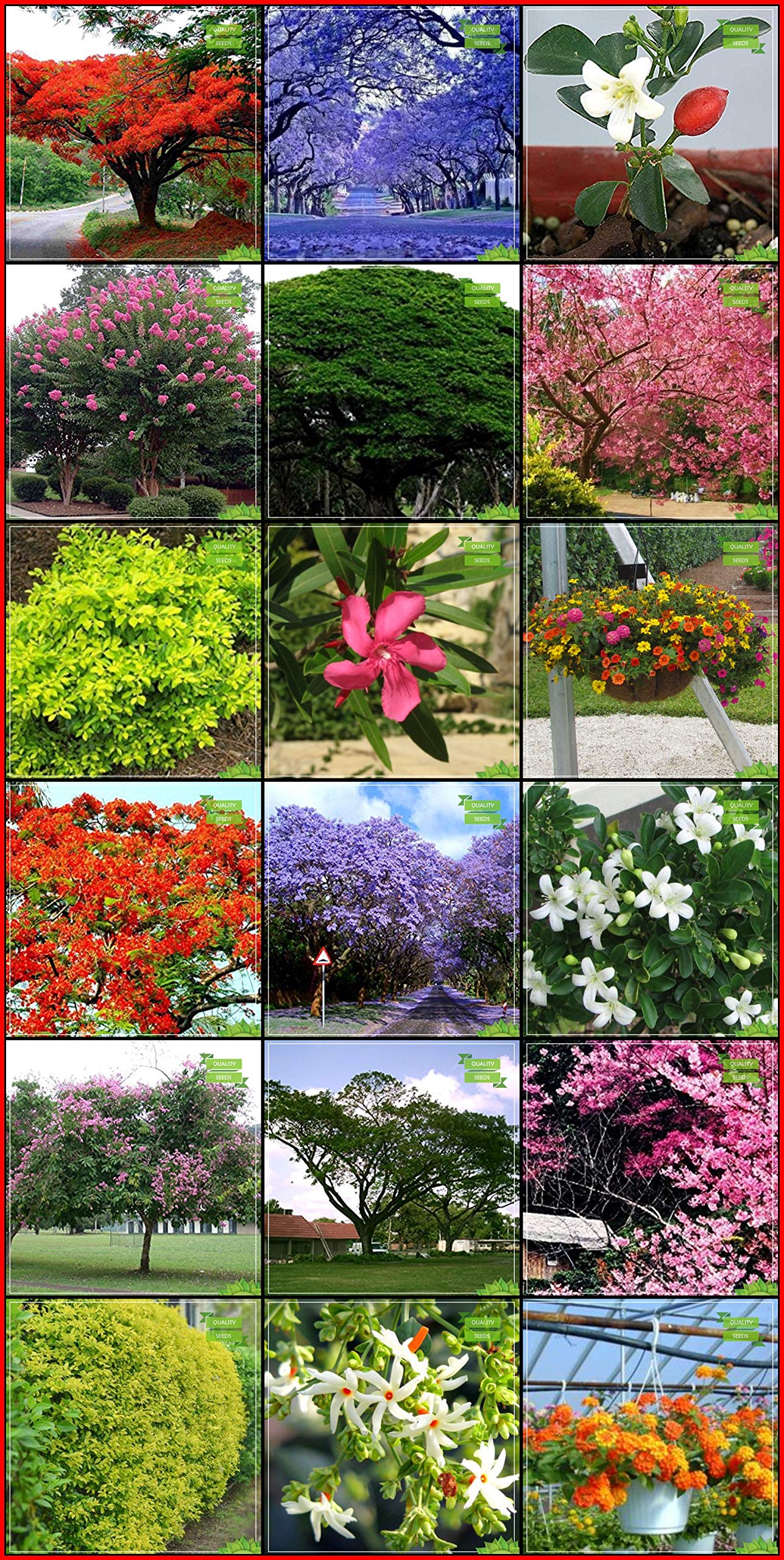 Buy Creative Farmer Plant Gardening Combo Tree Seeds : Blue Jacaranda ...