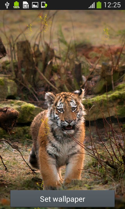 Moving Tigers Wallpapers White Tiger Live Wallpaper App On Amazon