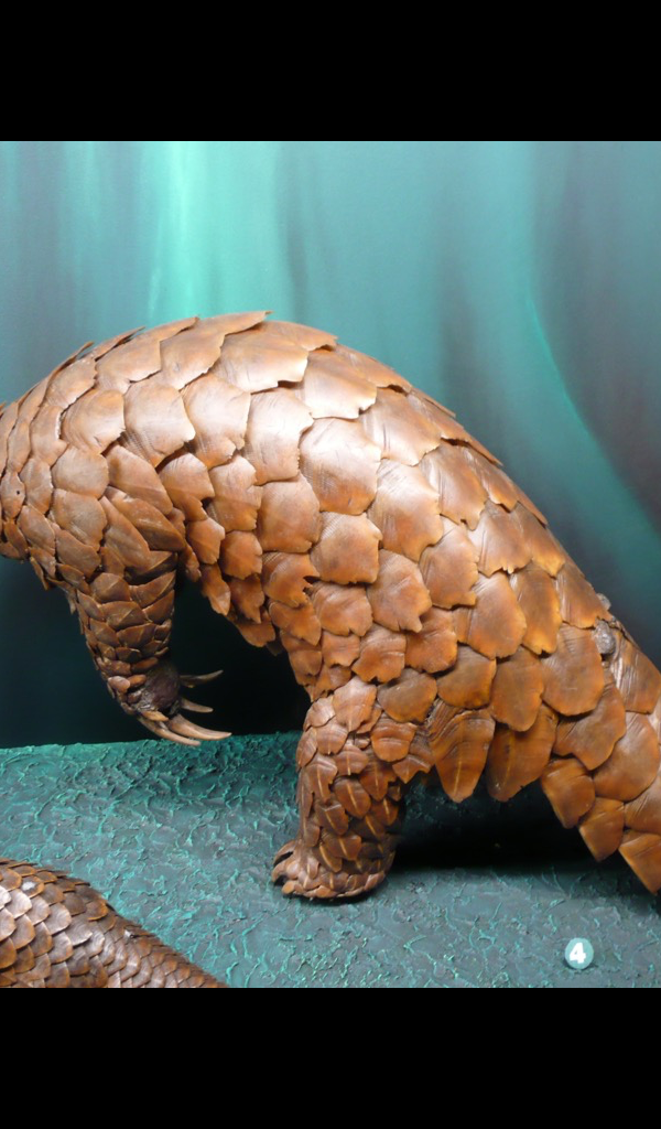 Pangolin Wallpaper -- HD Wallpapers of Pangolin! - App on the Amazon ...