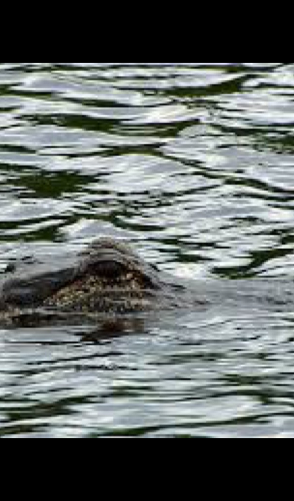 Alligator Wallpaper -- HD Wallpapers of Alligators! - App on Amazon ...