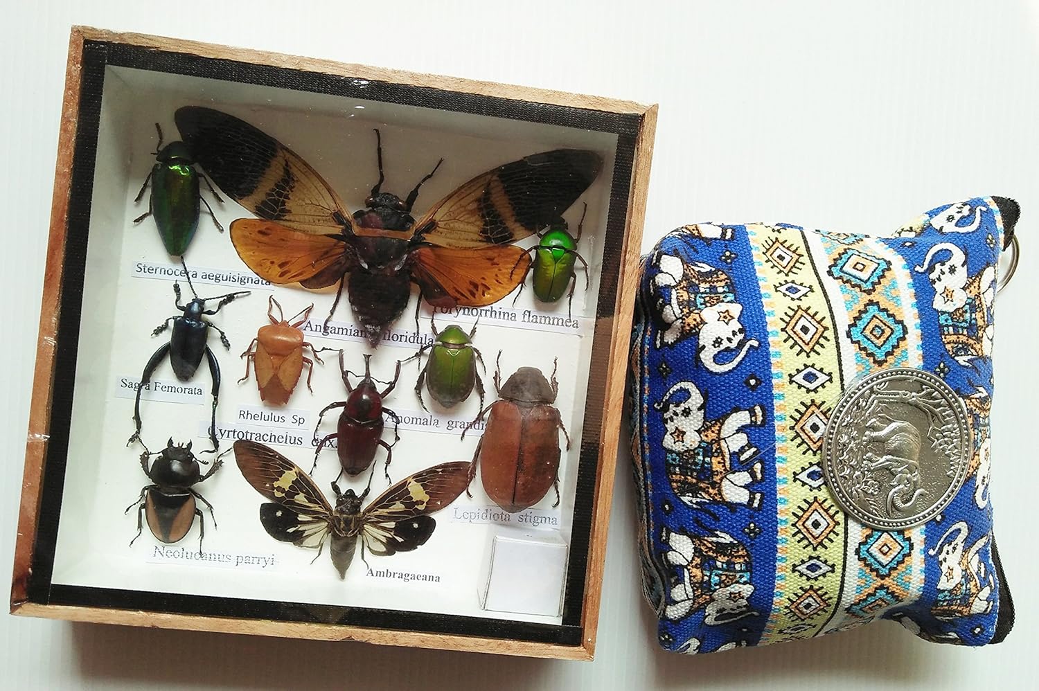 Amazon.com: Thaiworldtrade Real Insect Taxidermy Wall Mounted Displays ...