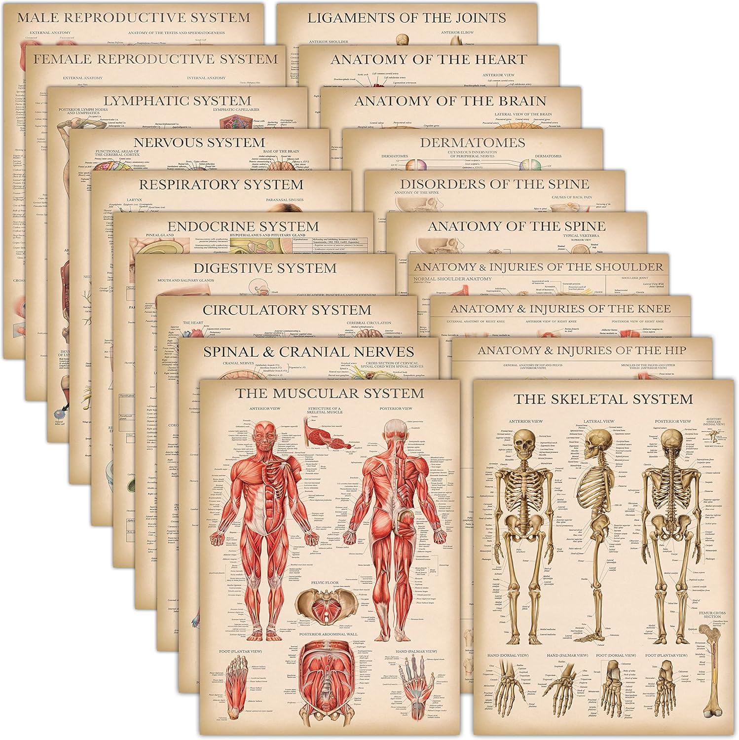 Amazon.com: 20 Pack - Vintage Anatomy Posters - Laminated - Muscular ...
