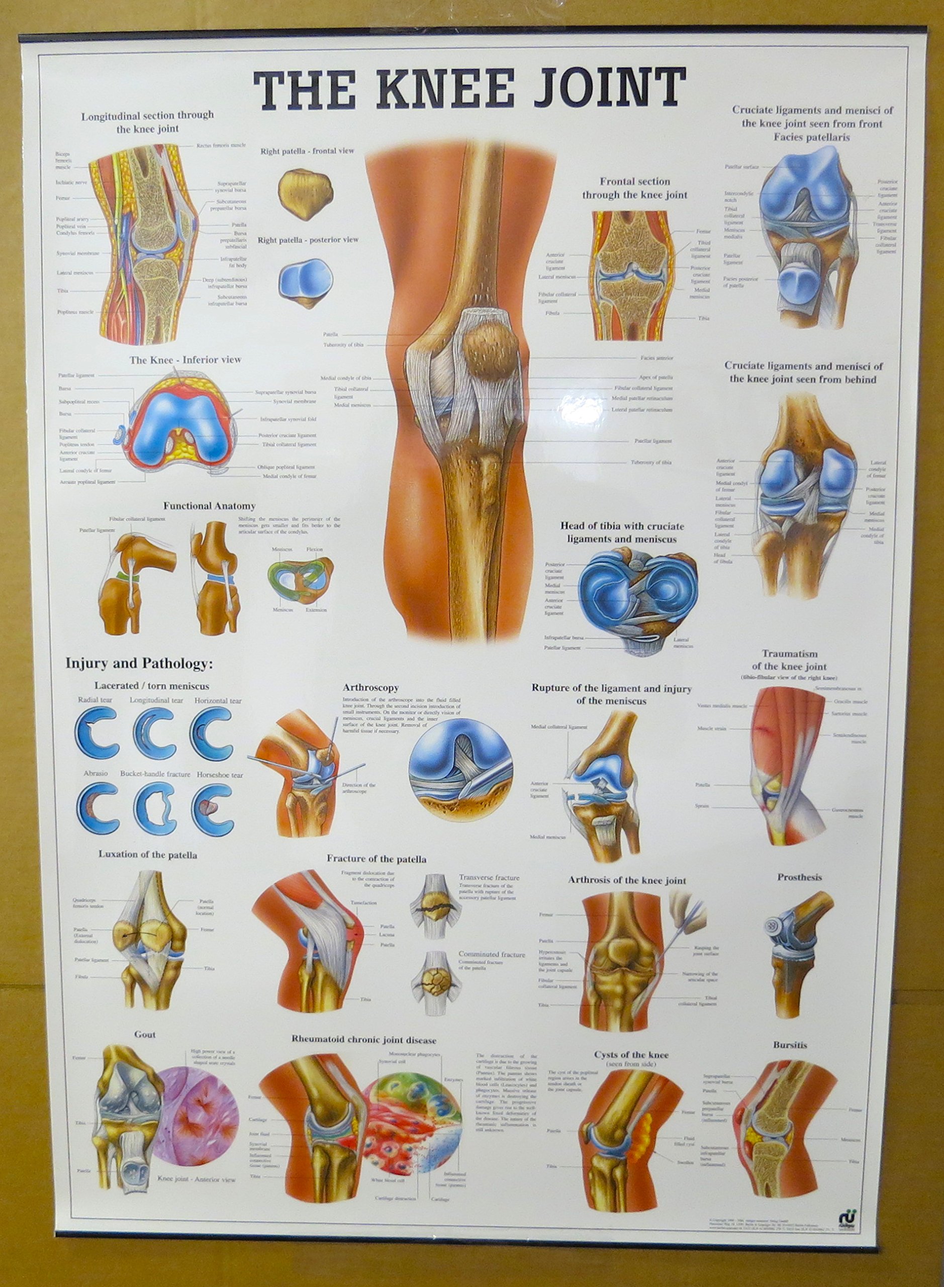 The Knee Joint Chart: Amazon.com: Industrial & Scientific