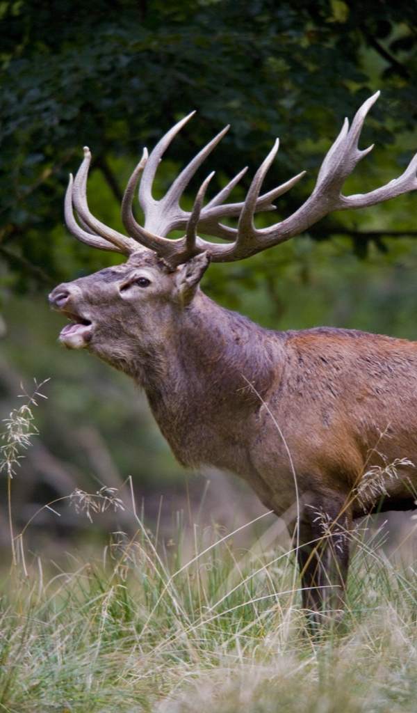 deer antler Wallpaper -- HD Wallpapers of deer antlers! - App on Amazon ...