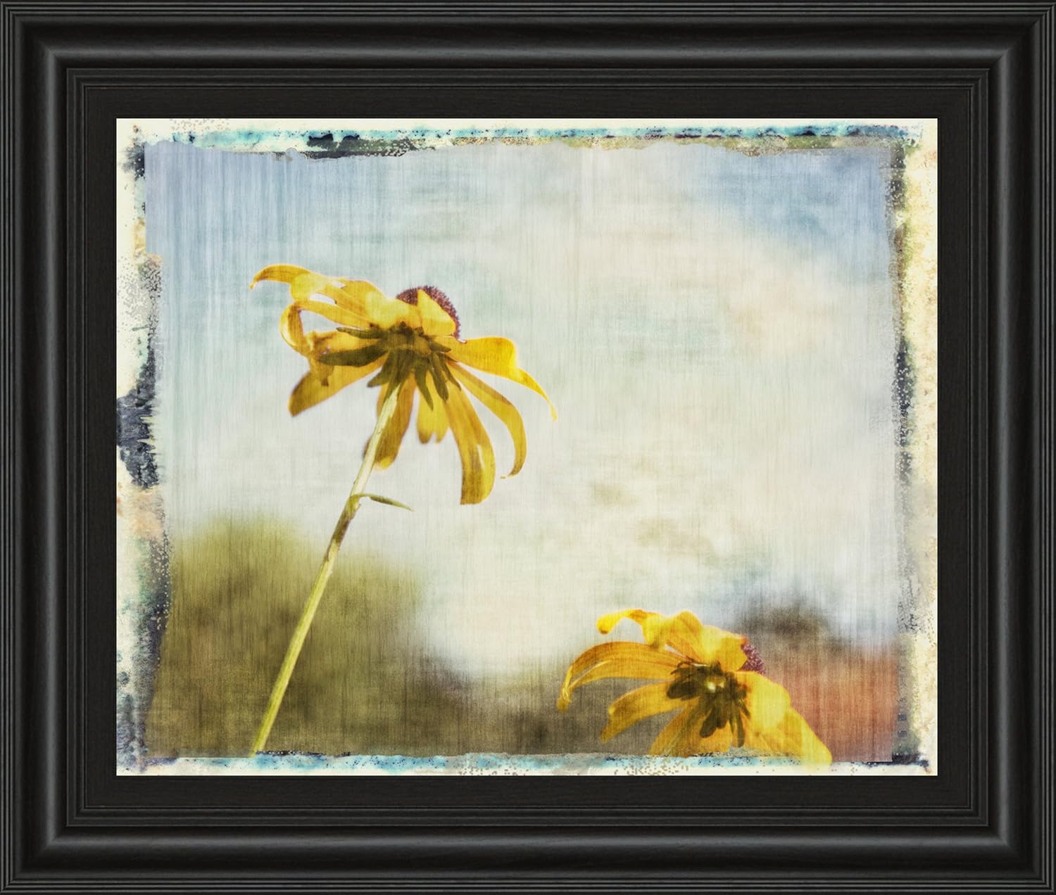 Amazon.com: Classy Art 4921 "Blackeyed Susan II Framed Prints by Meghan ...