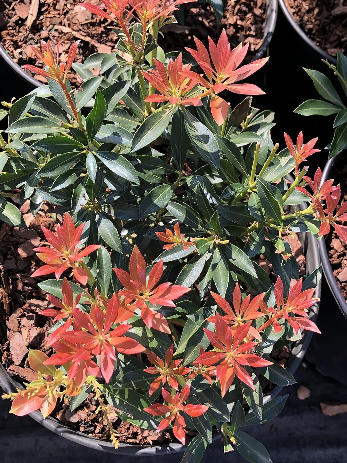 Amazon.com : Maid in The Shade® 'Snowdrift' Pieris taiwanensis (3 ...