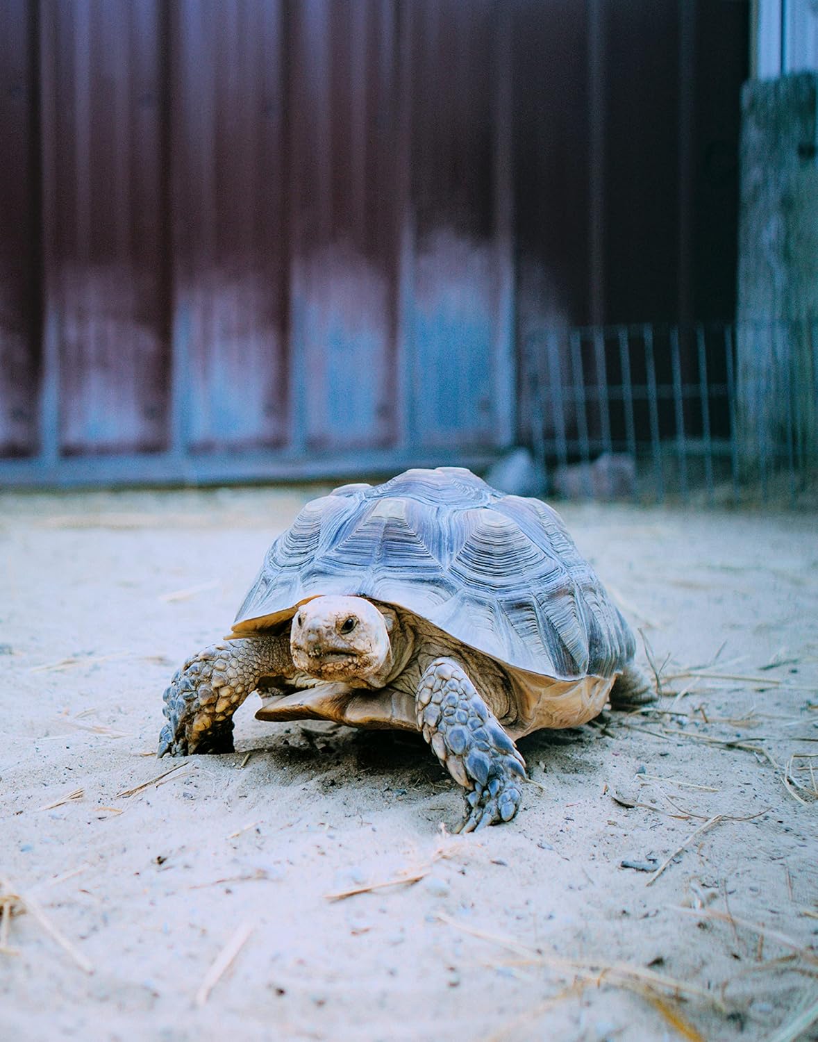 Amazon.com: The Tortoise Slow N Steady Yet Always Wins the Race ...