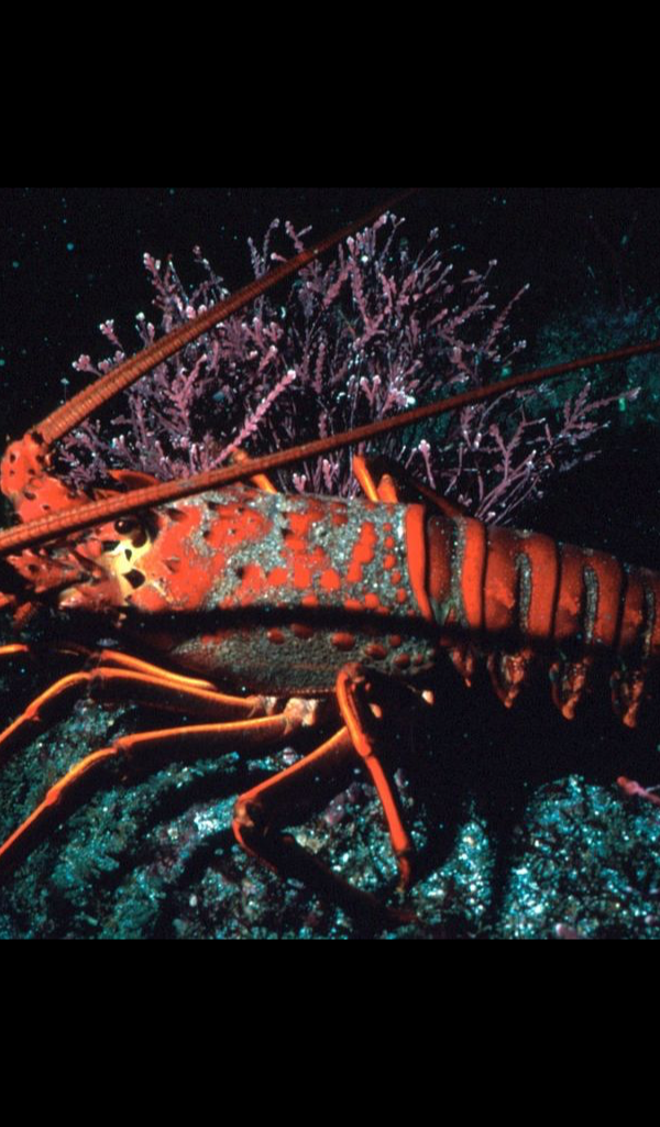 Lobster Wallpaper -- HD Wallpapers of Lobsters! - App on Amazon Appstore