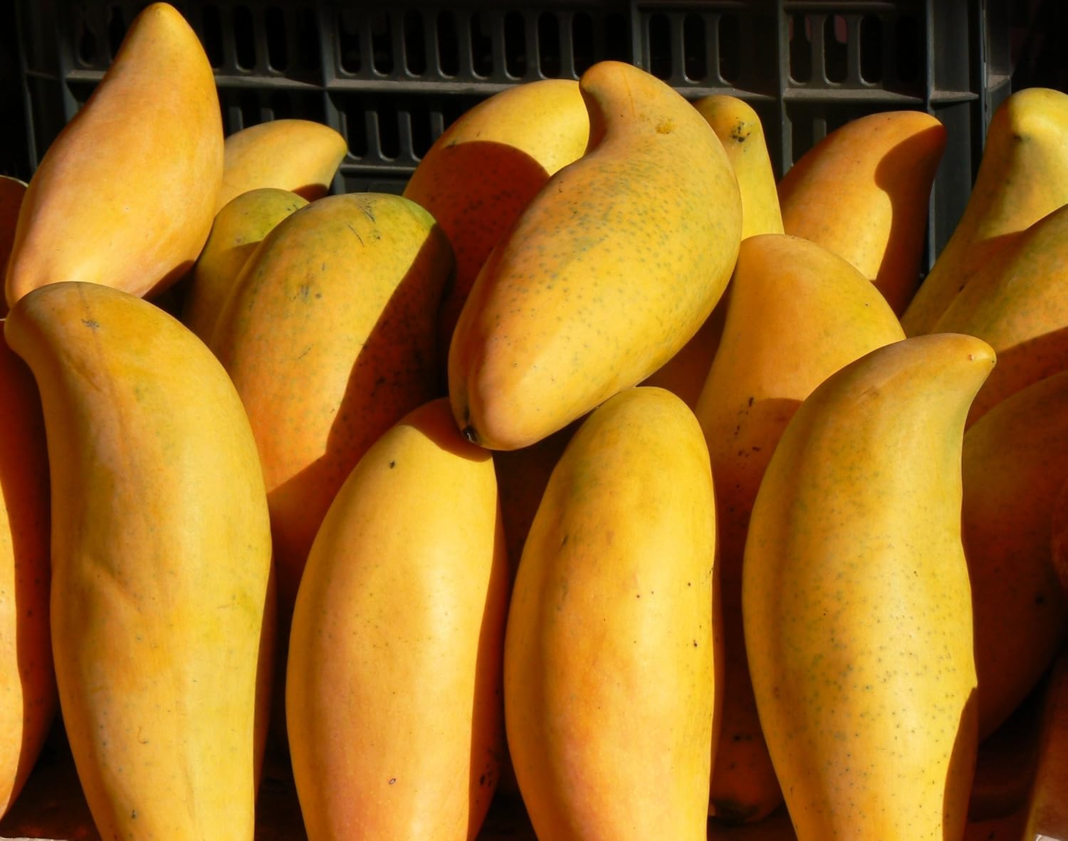 M-Tech Gardens Rare Mango Fruit Plant (Ivory, Grafted Hybrid) Exotic 1 ...