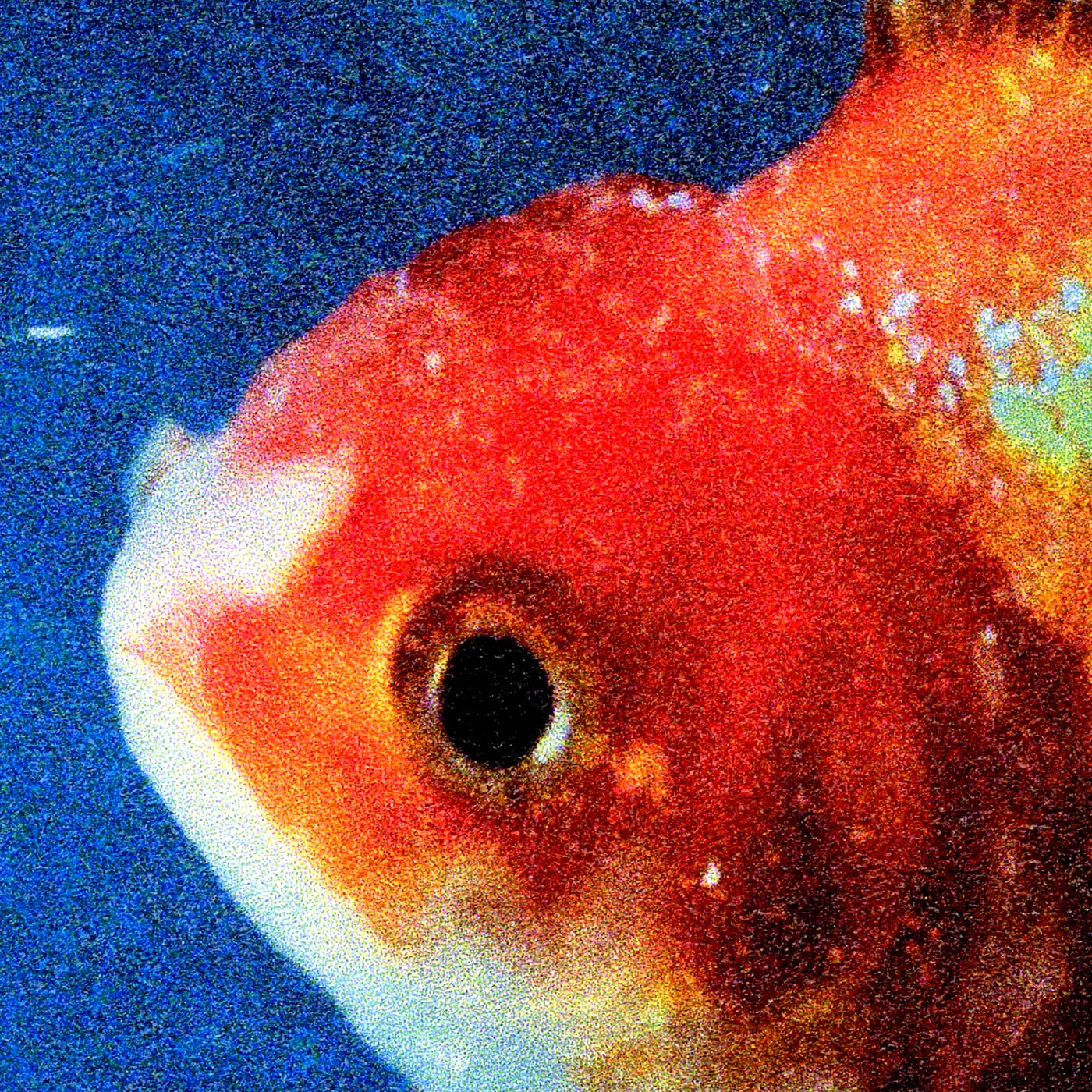 Big Fish Theory : Vince Staples: Amazon.es: CD y vinilos}